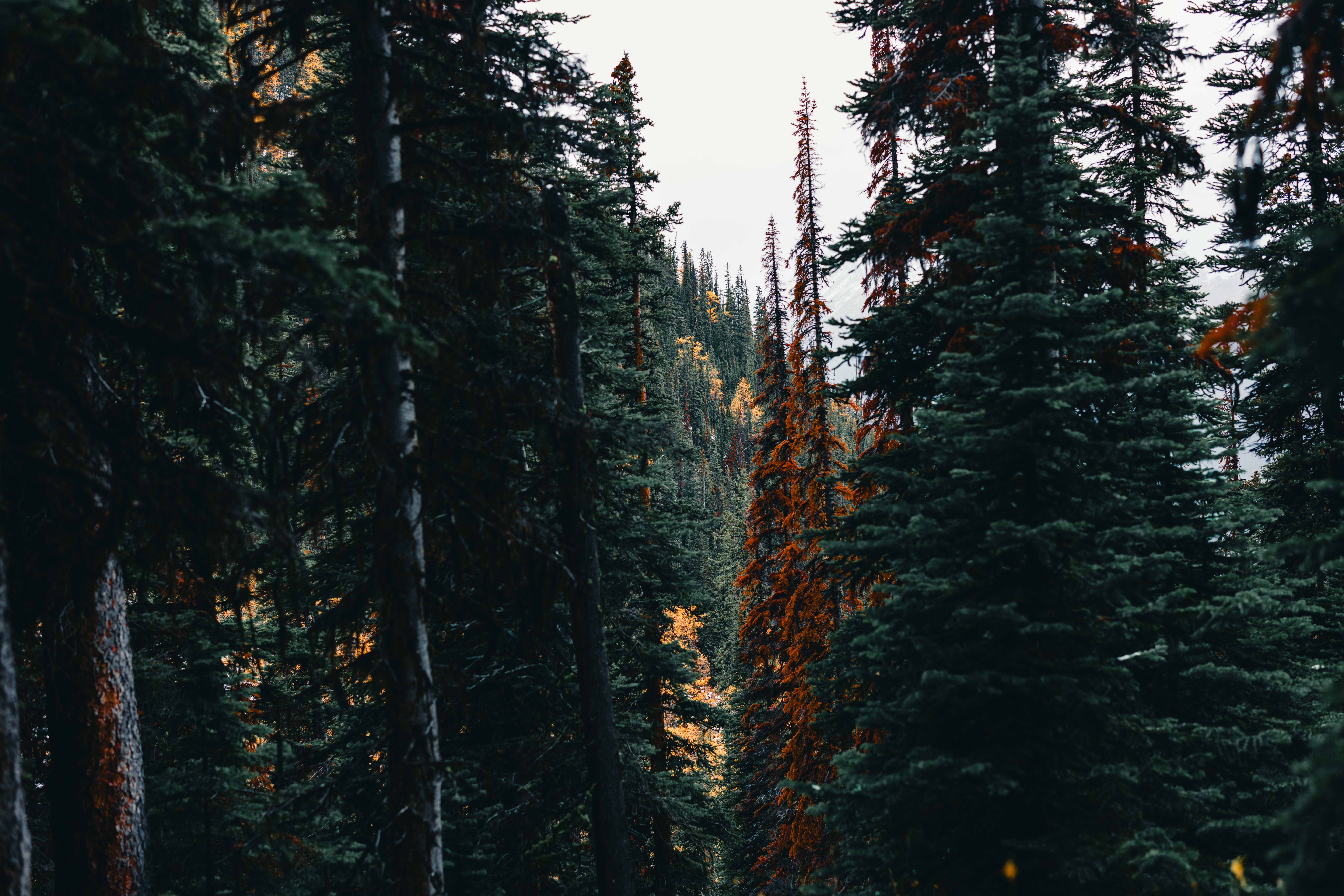 Majestic Evergreen Forest Scenery in Autumn · Free Stock Photo