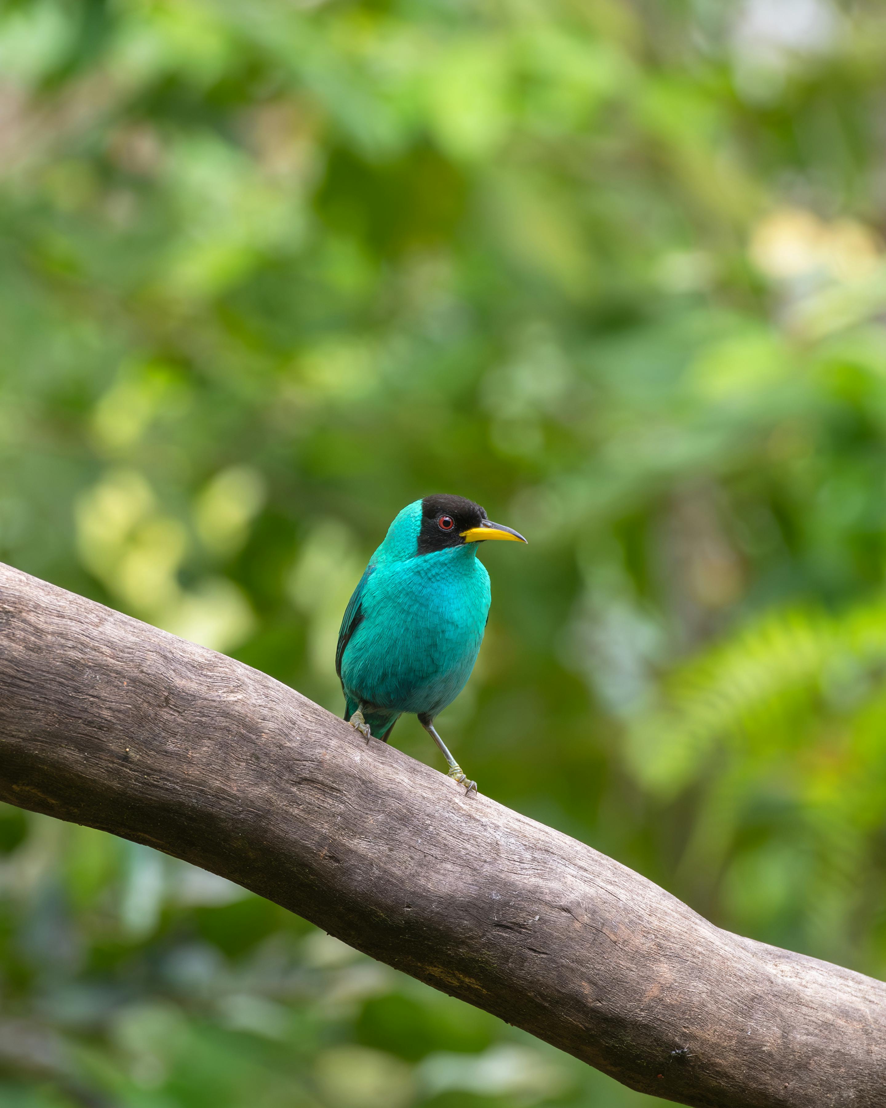 Green Tanager Photos, Download The BEST Free Green Tanager Stock Photos ...