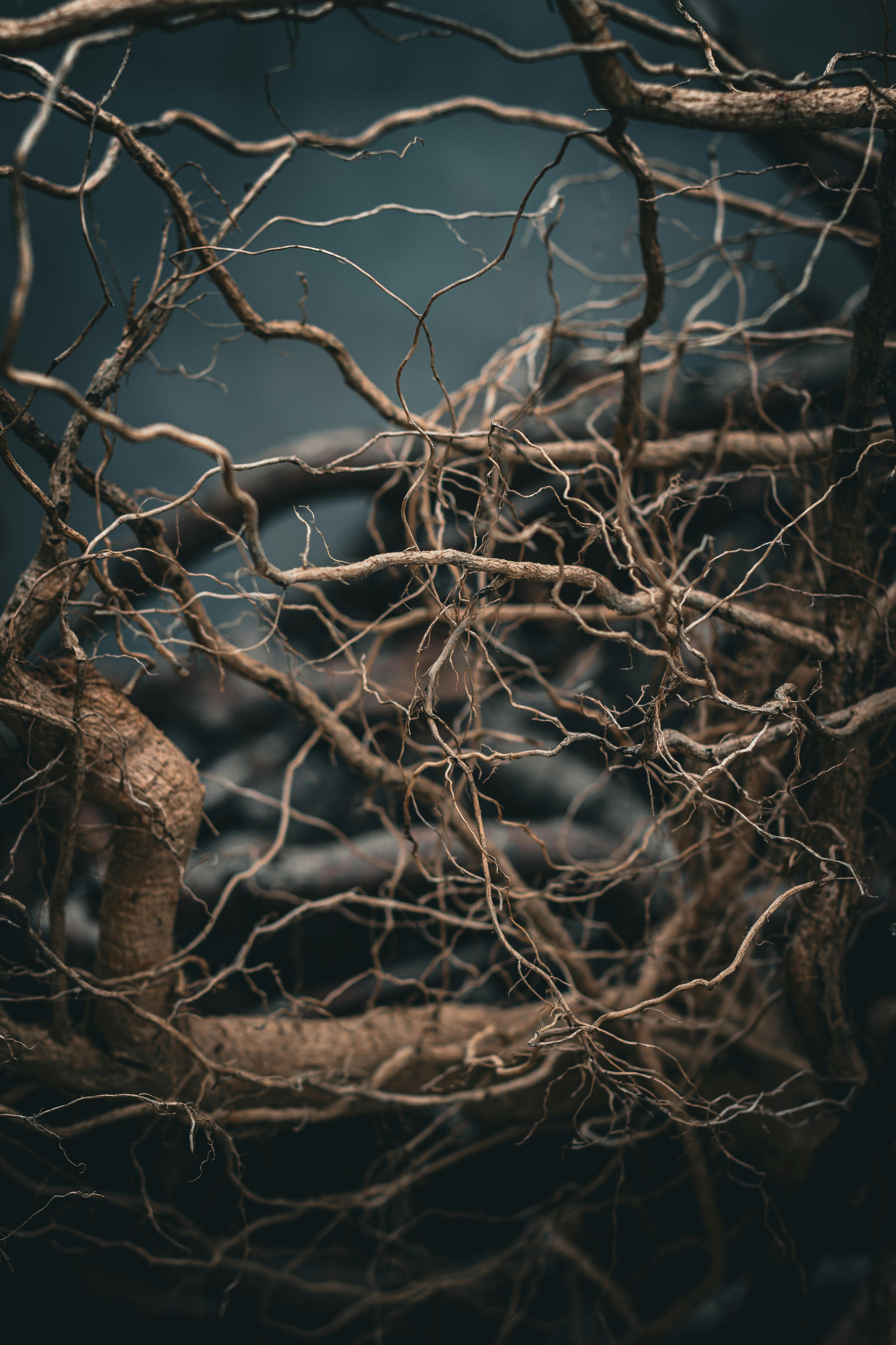 Entwined Tree Roots with Dark Mystical Background · Free Stock Photo