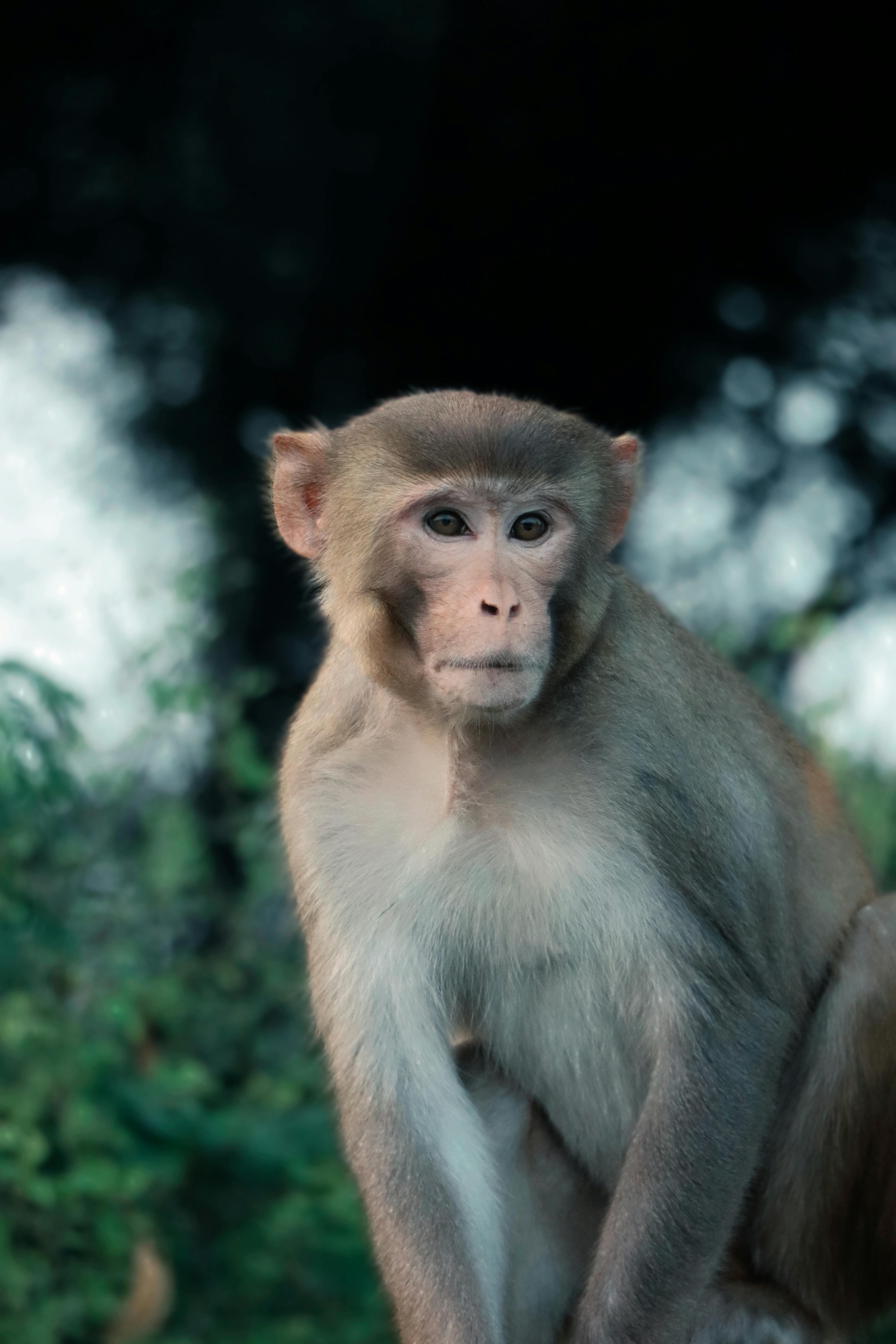 Rhesus Macaque in Natural Habitat Portrait · Free Stock Photo
