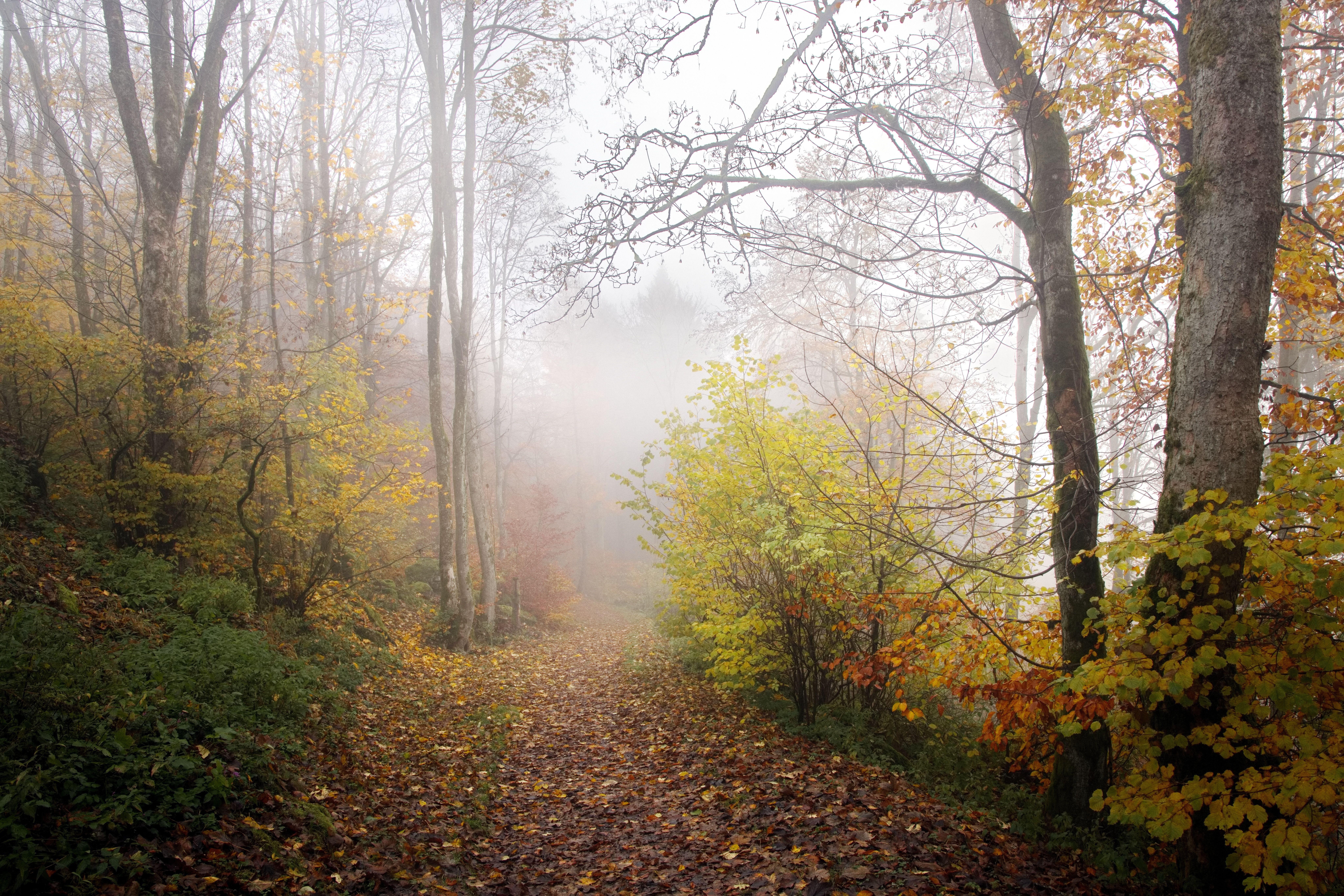 Forest Pathways Photo Free Stock Photo