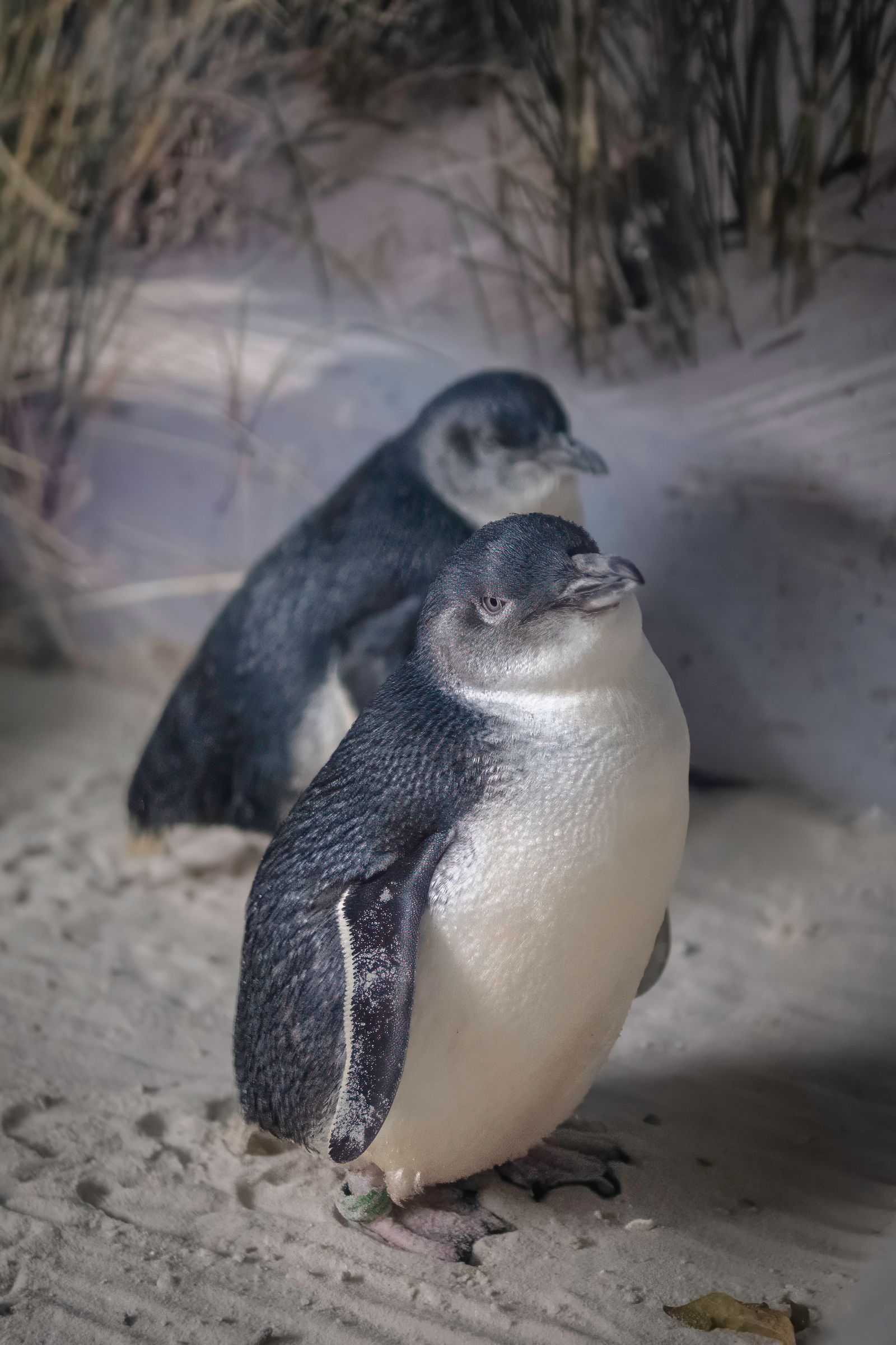 Cartoon Penguin Photos, Download The BEST Free Cartoon Penguin Stock ...