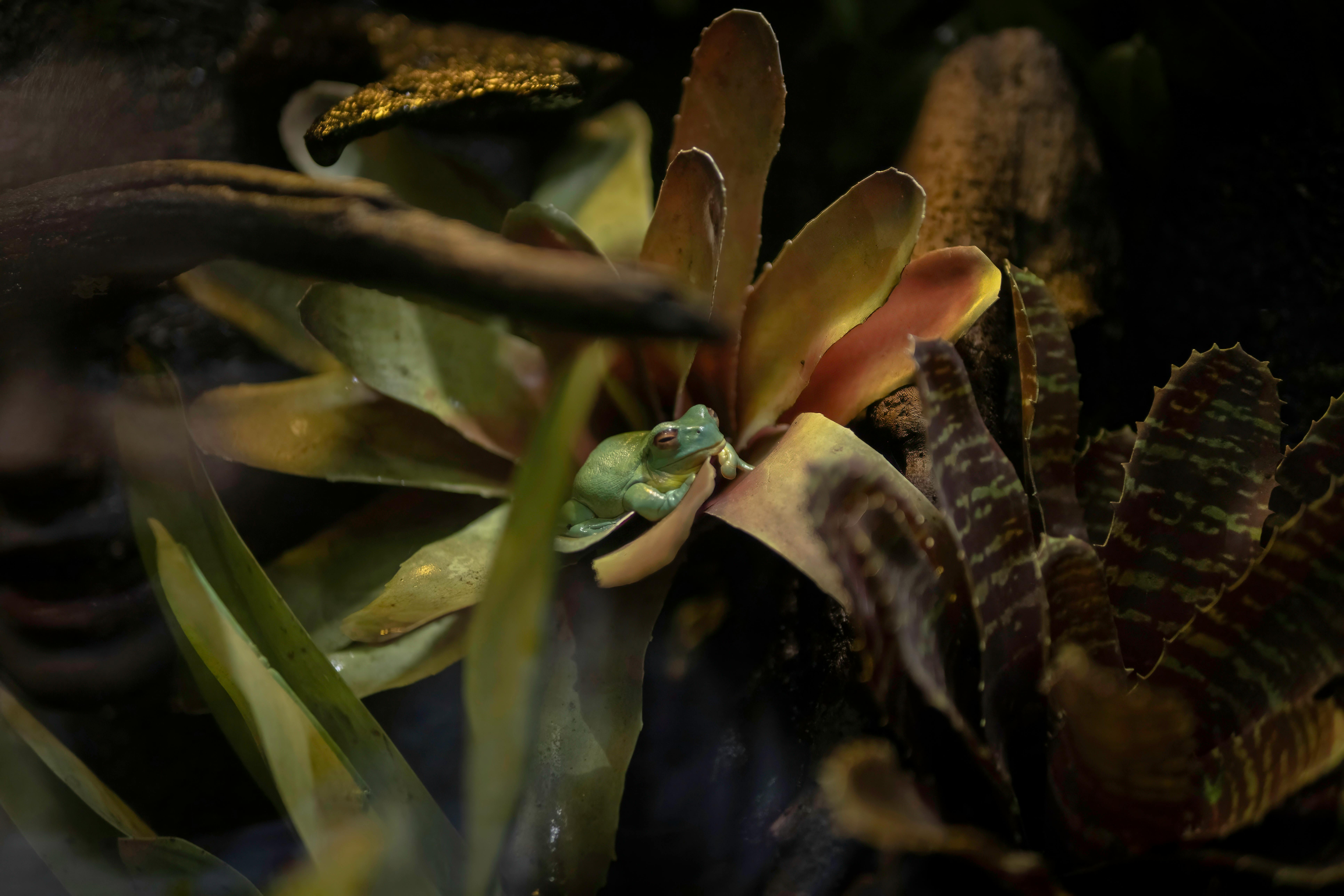 Leaf Reef Photos, Download The BEST Free Leaf Reef Stock Photos & HD Images