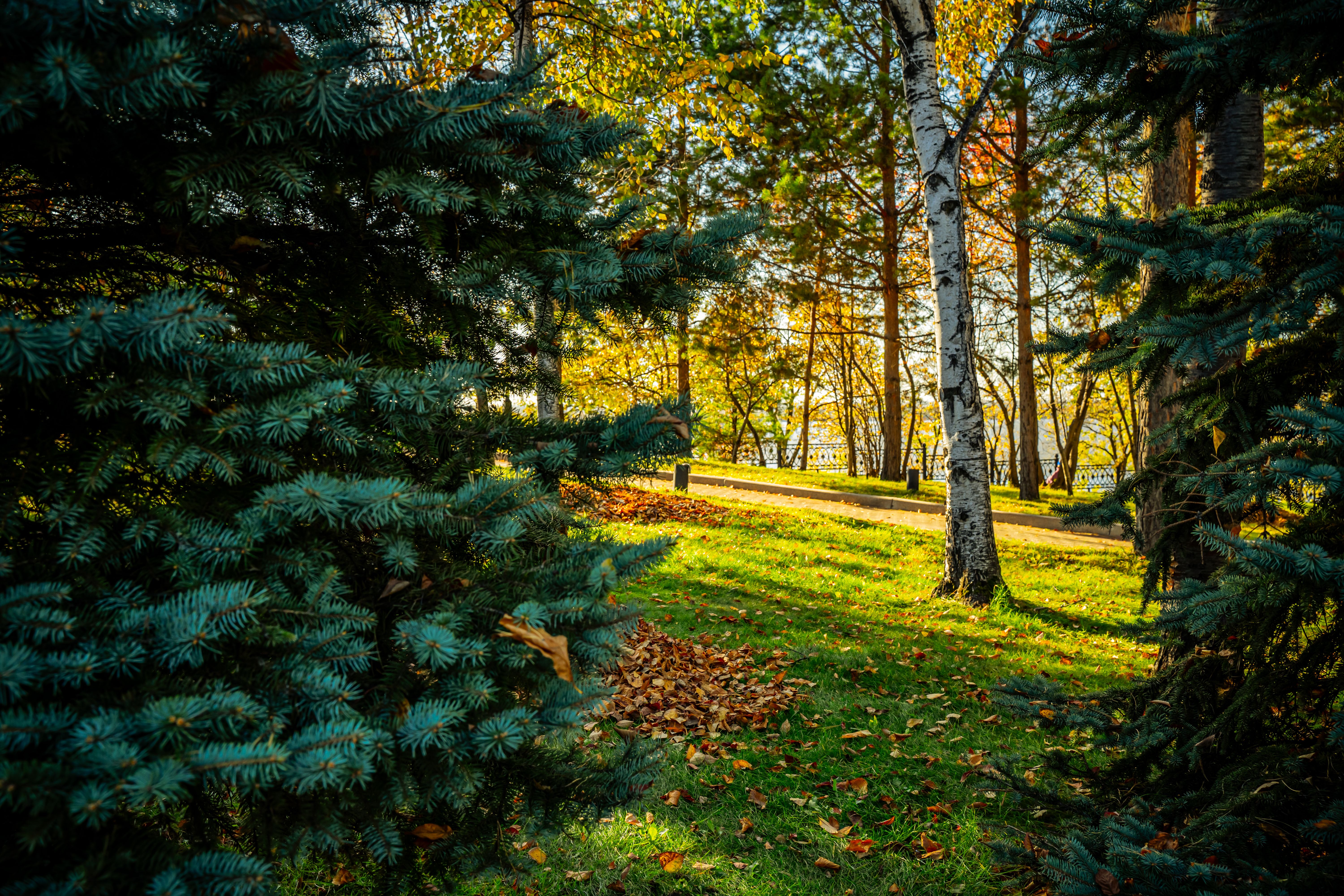 Sunlit Autumn Park with Evergreen and Birch Trees · Free Stock Photo