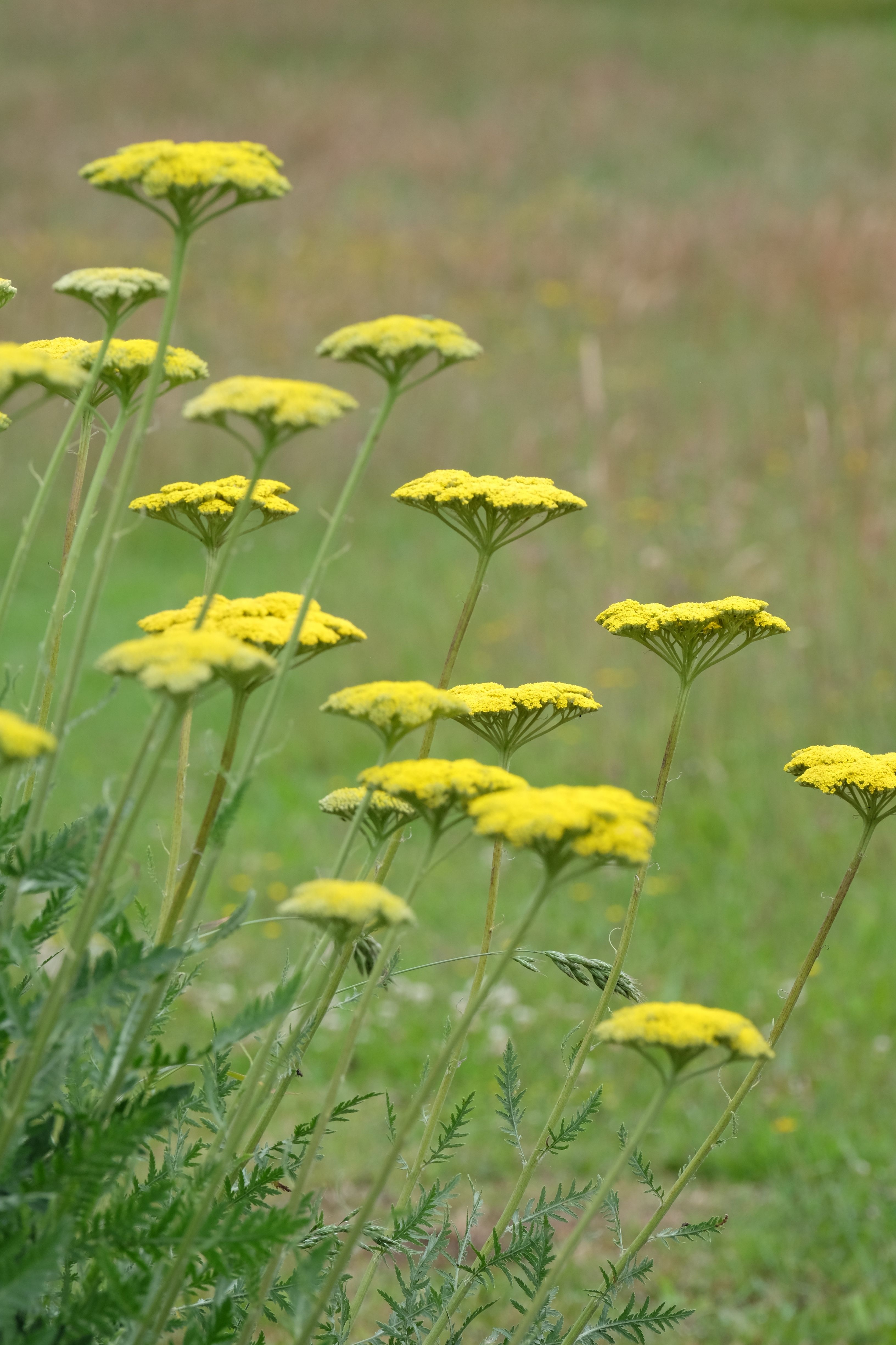 Bright Yellow Yarrow Flowers in Bloom Outdoors · Free Stock Photo