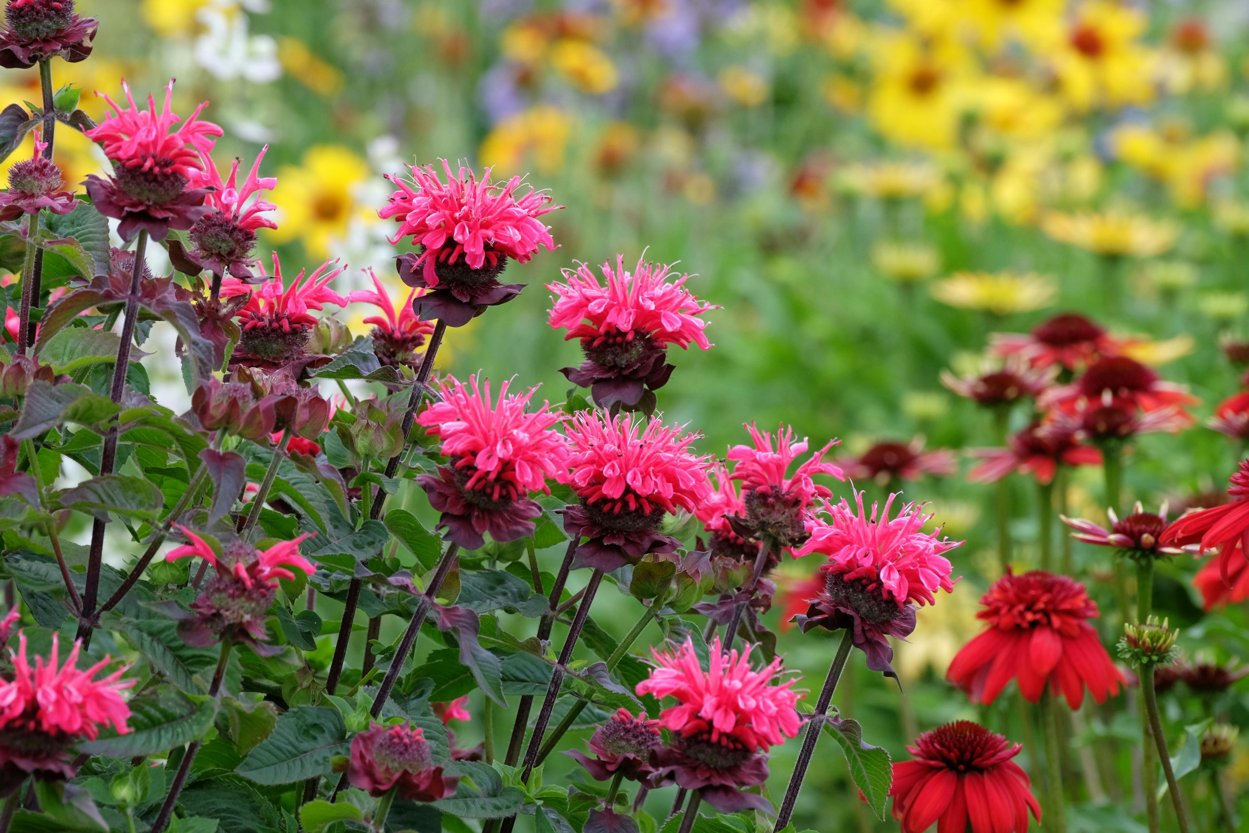 Dynamic Perennials Photos, Download The BEST Free Dynamic Perennials ...