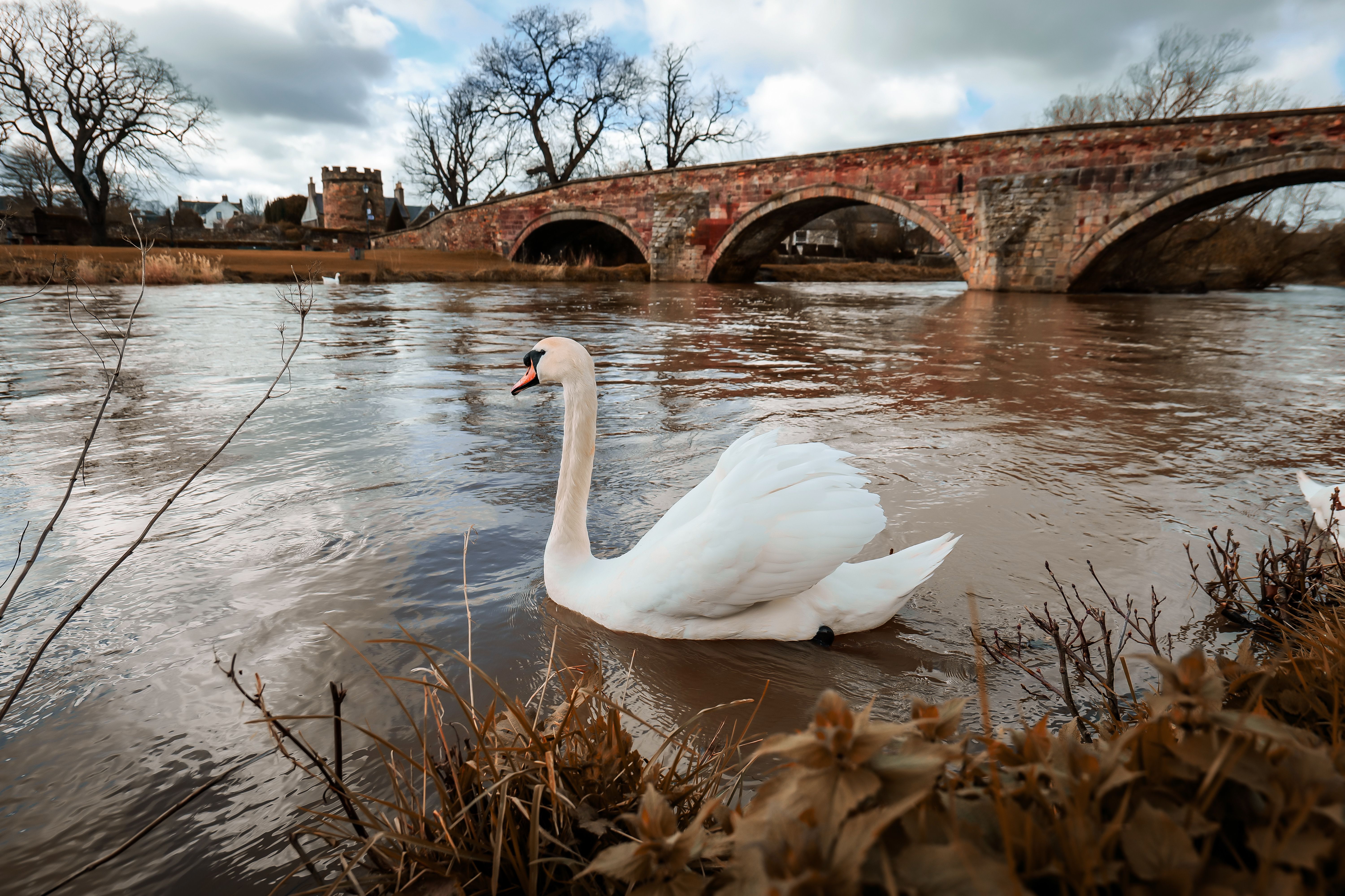 Graceful Swan by Historic Bridge Landscape · Free Stock Photo