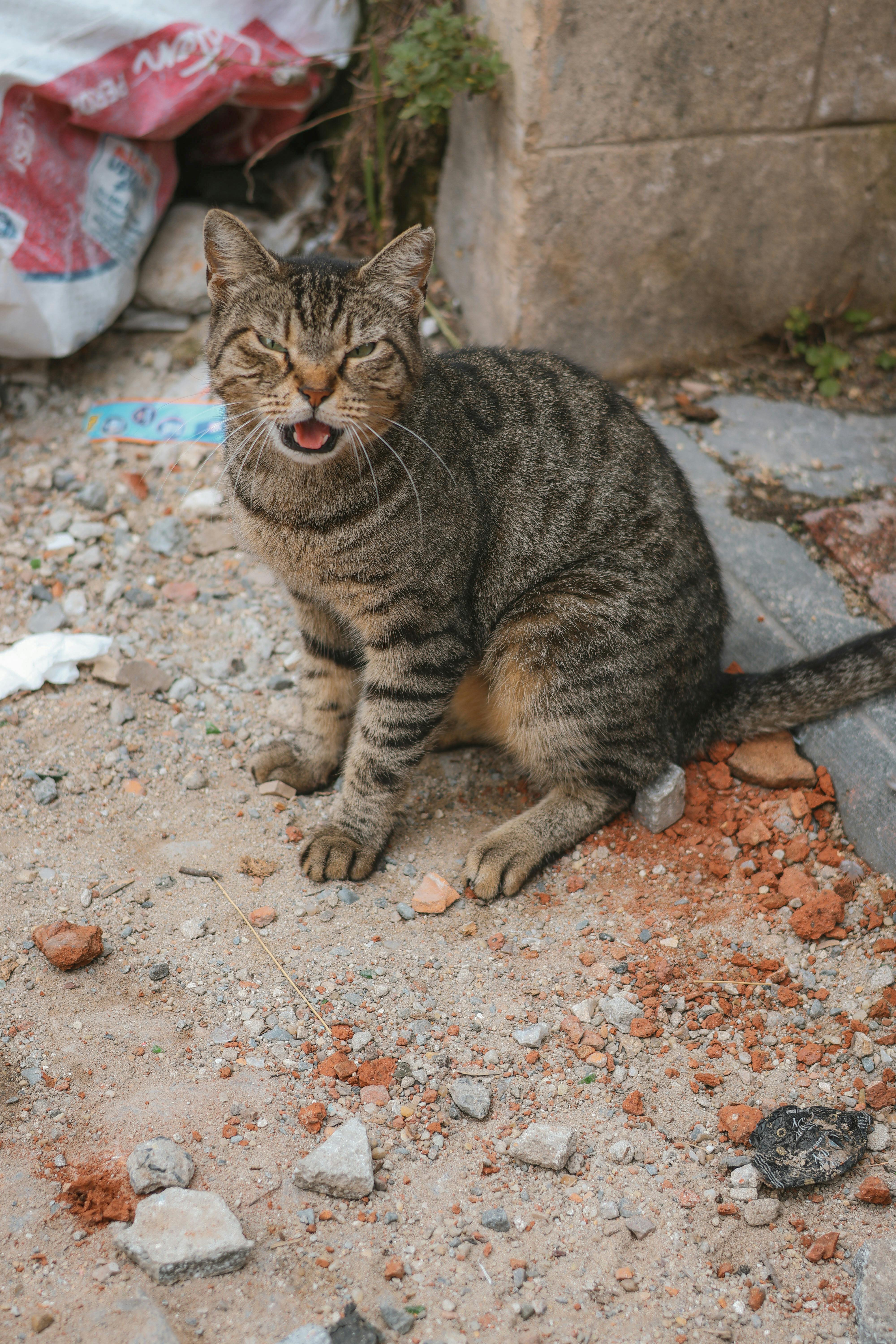 Tabby Cat Sitting on Urban Ground Outdoors · Free Stock Photo