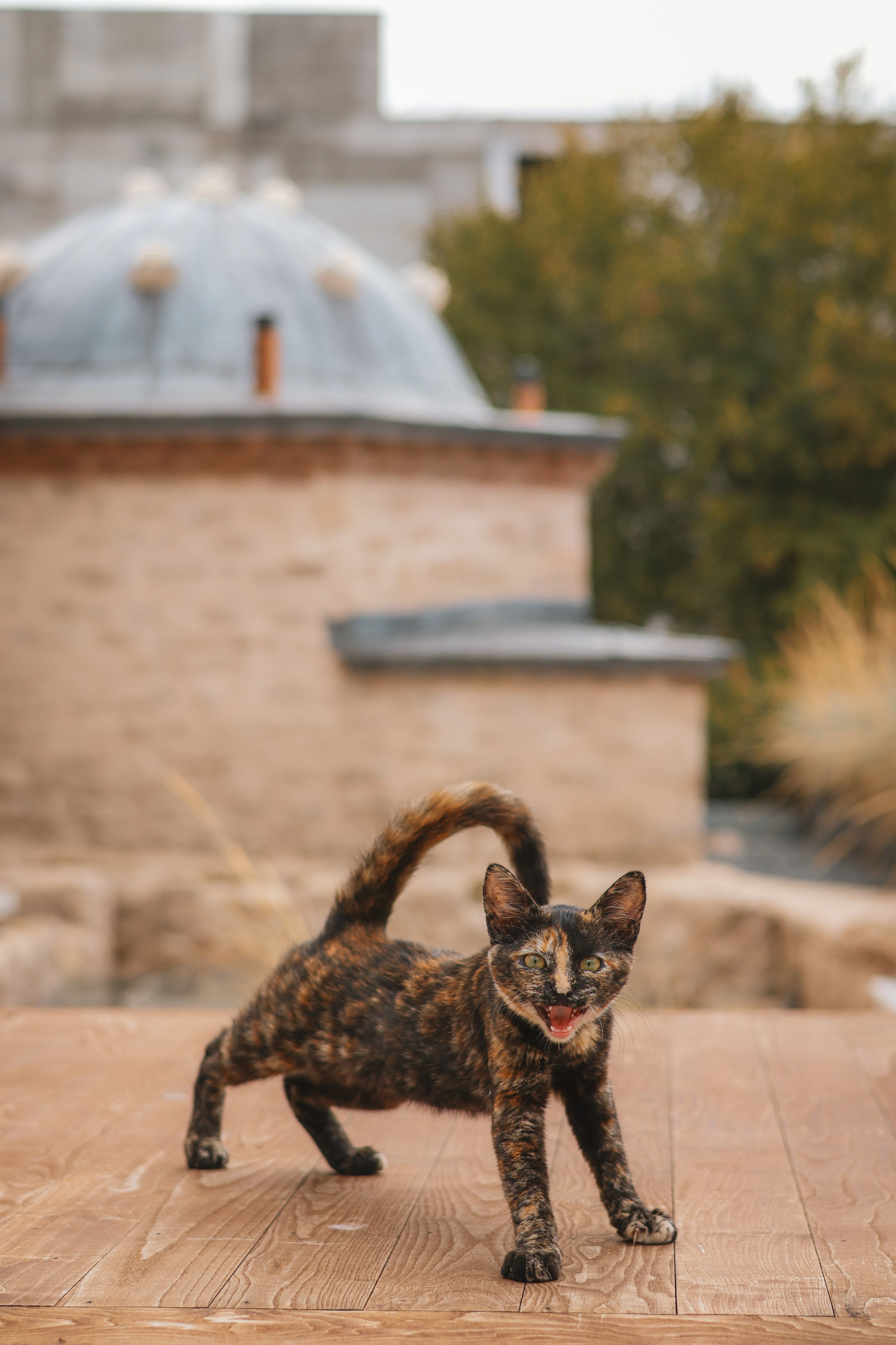 300 000+ Tail Texture banque d’images et photos libres de droit ...
