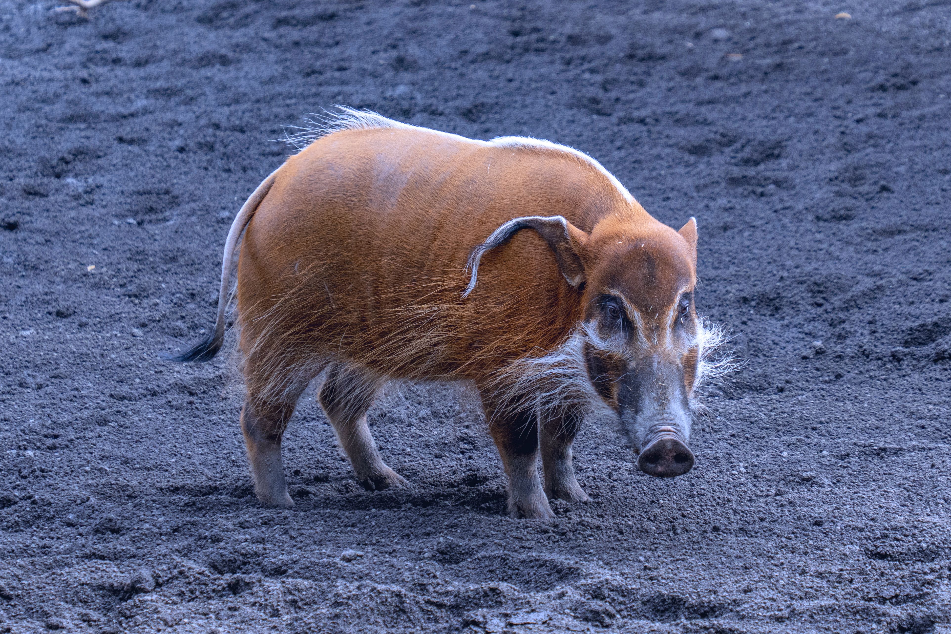 Close-up of a Red River Hog in Natural Habitat · Free Stock Photo