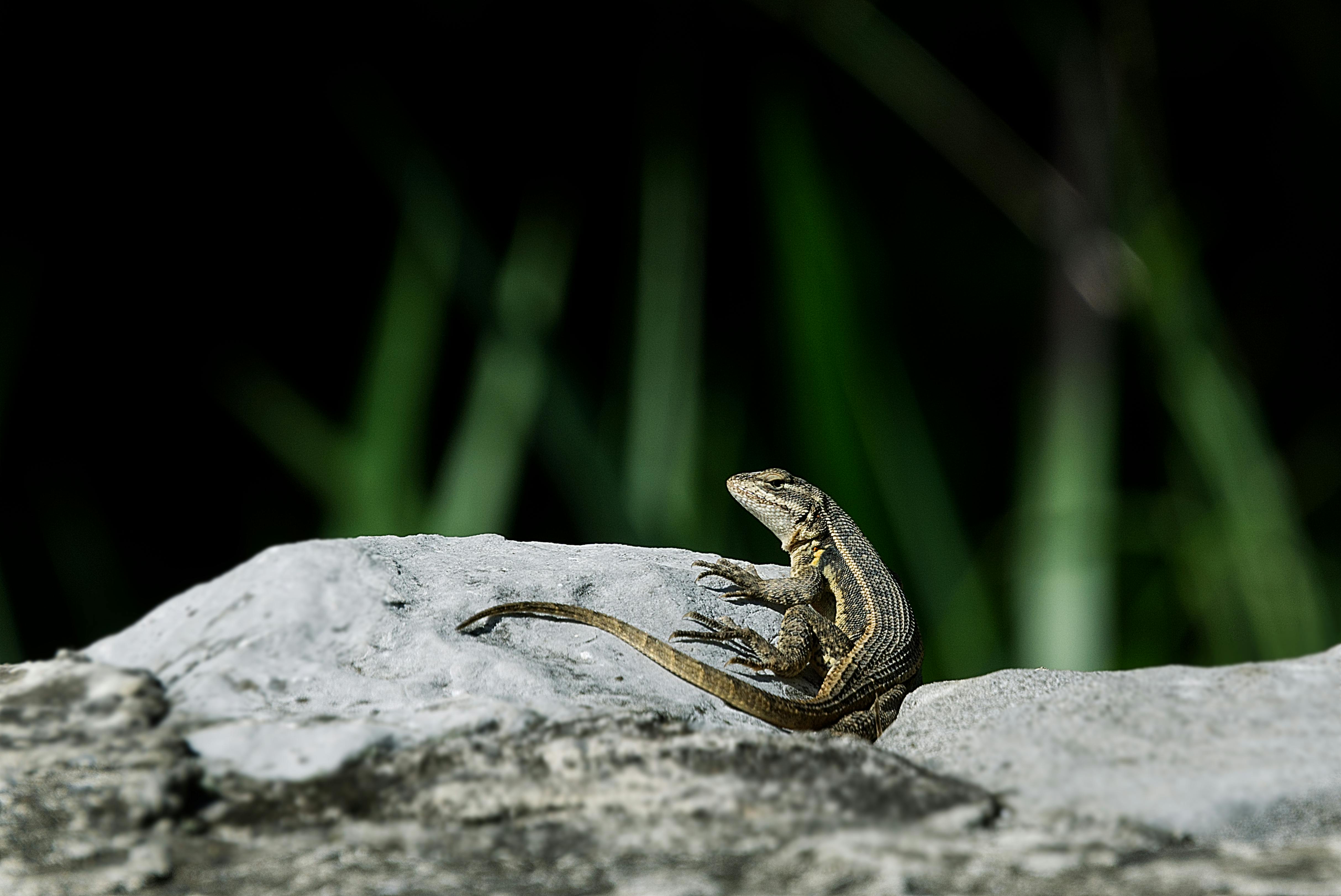 Free stock photos · Pexels