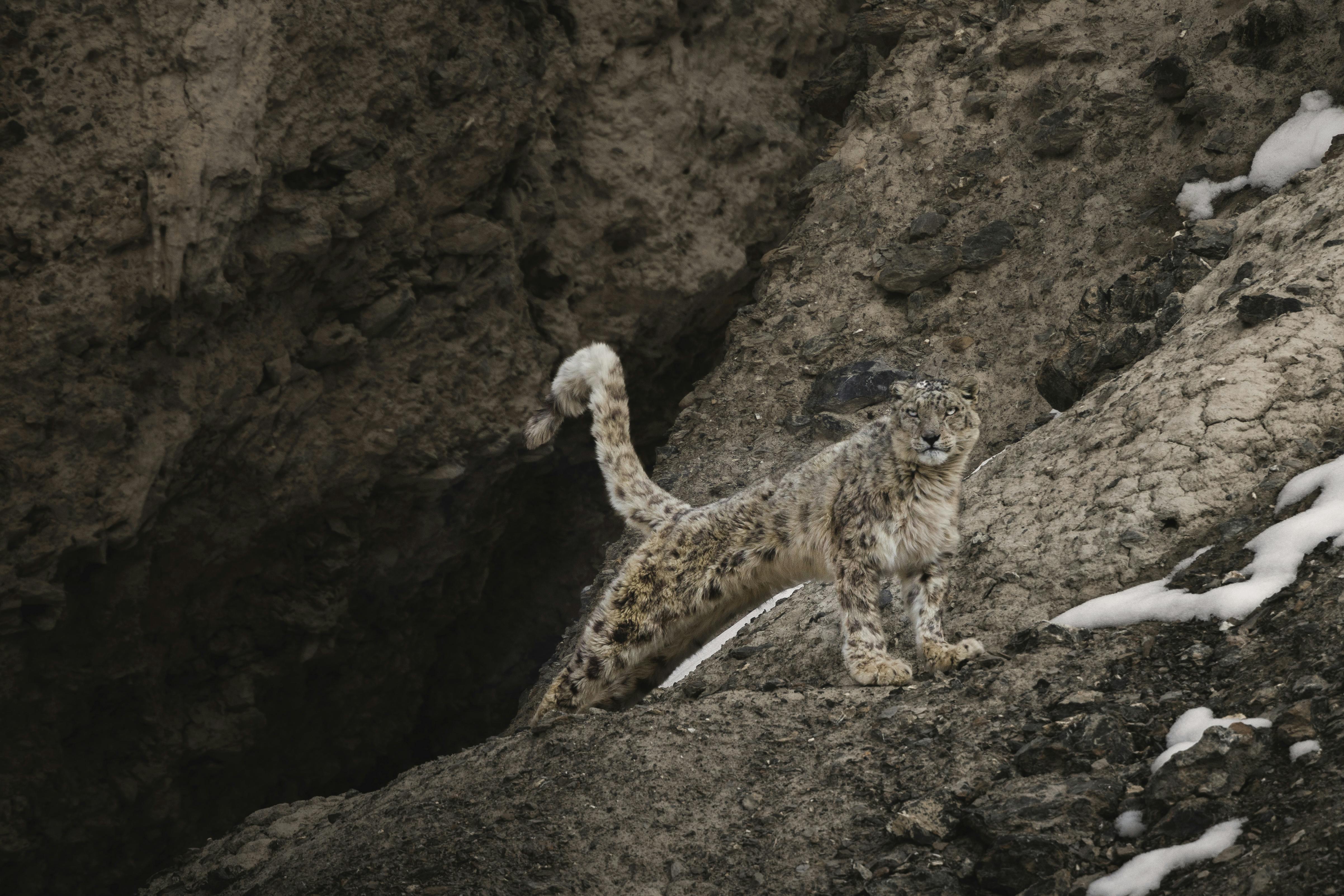 Majestic Snow Leopard in Kaza, HP India's Wilderness · Free Stock Photo