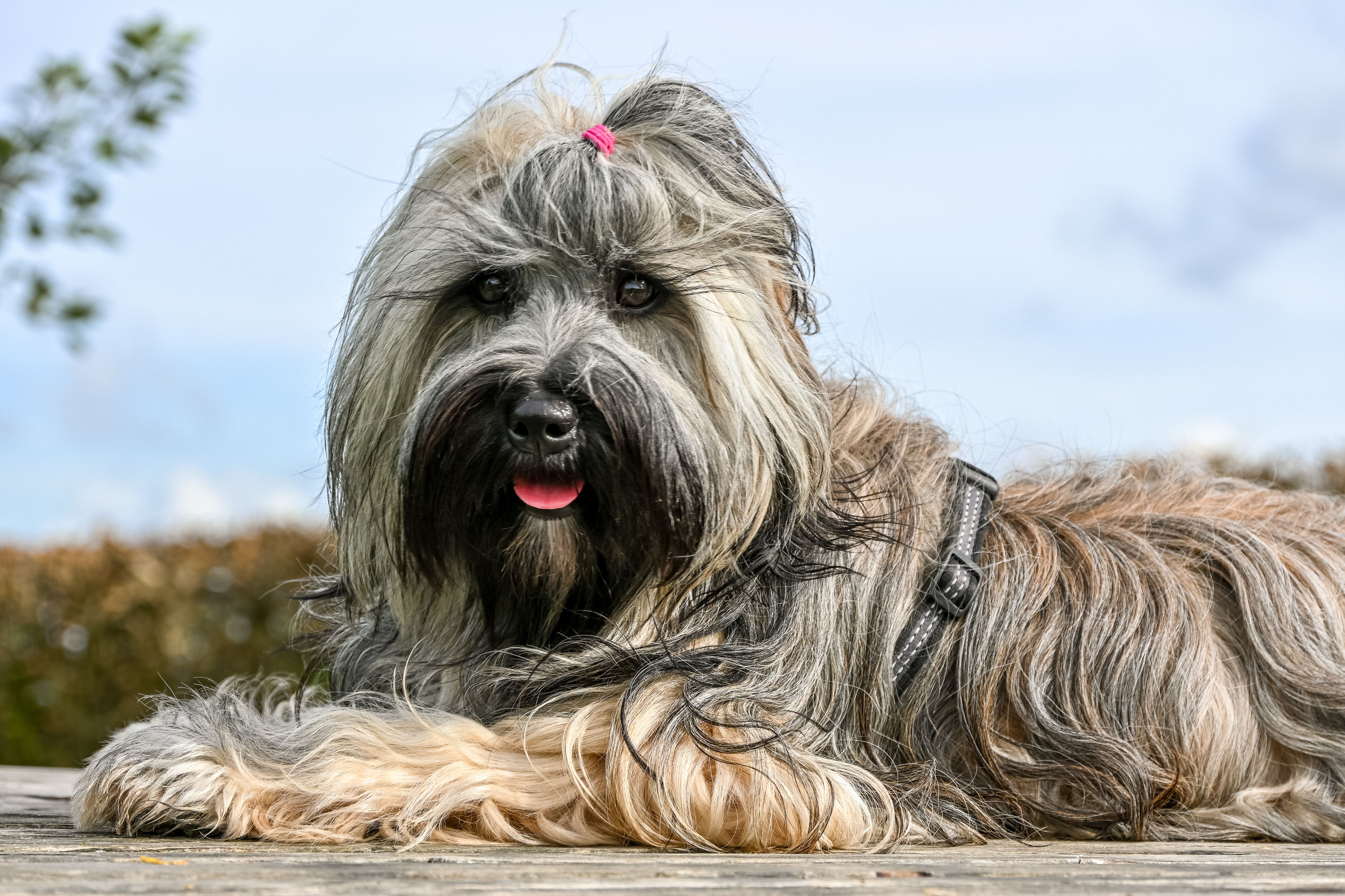 Dog With Bangs Photos, Download The BEST Free Dog With Bangs Stock ...
