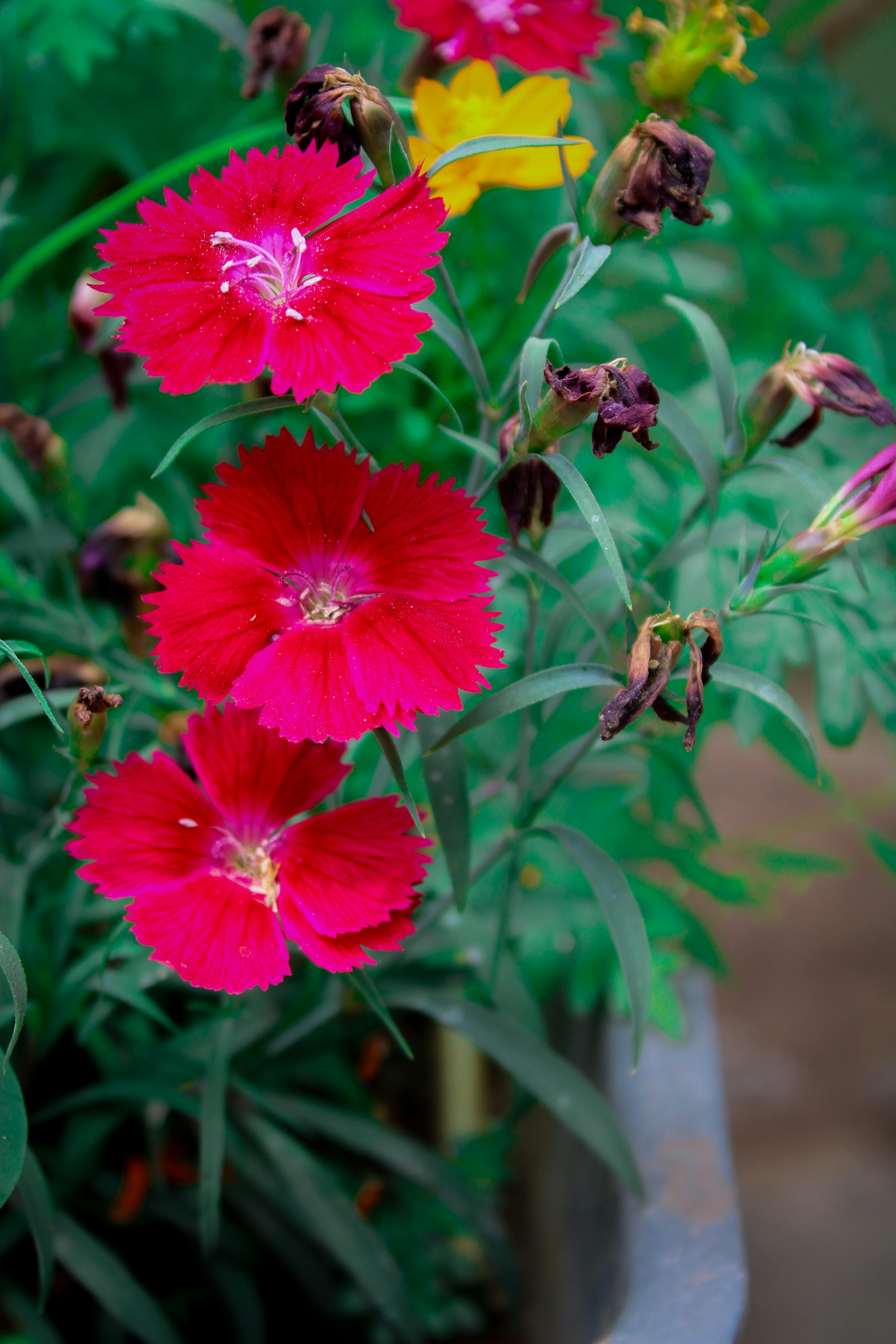 Bright red Dianthus flowers in full bloom · Free Stock Photo