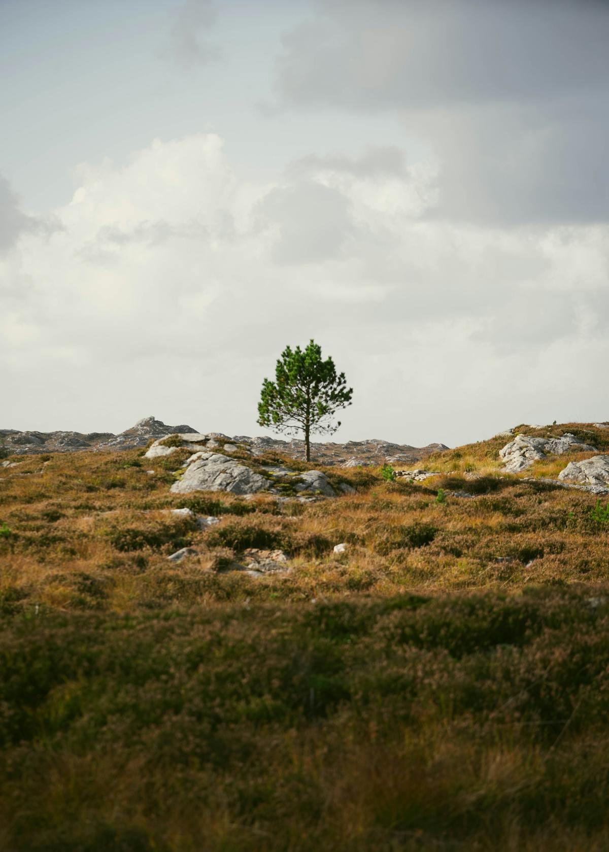 Resilience Photos, Download The BEST Free Resilience Stock Photos & HD ...