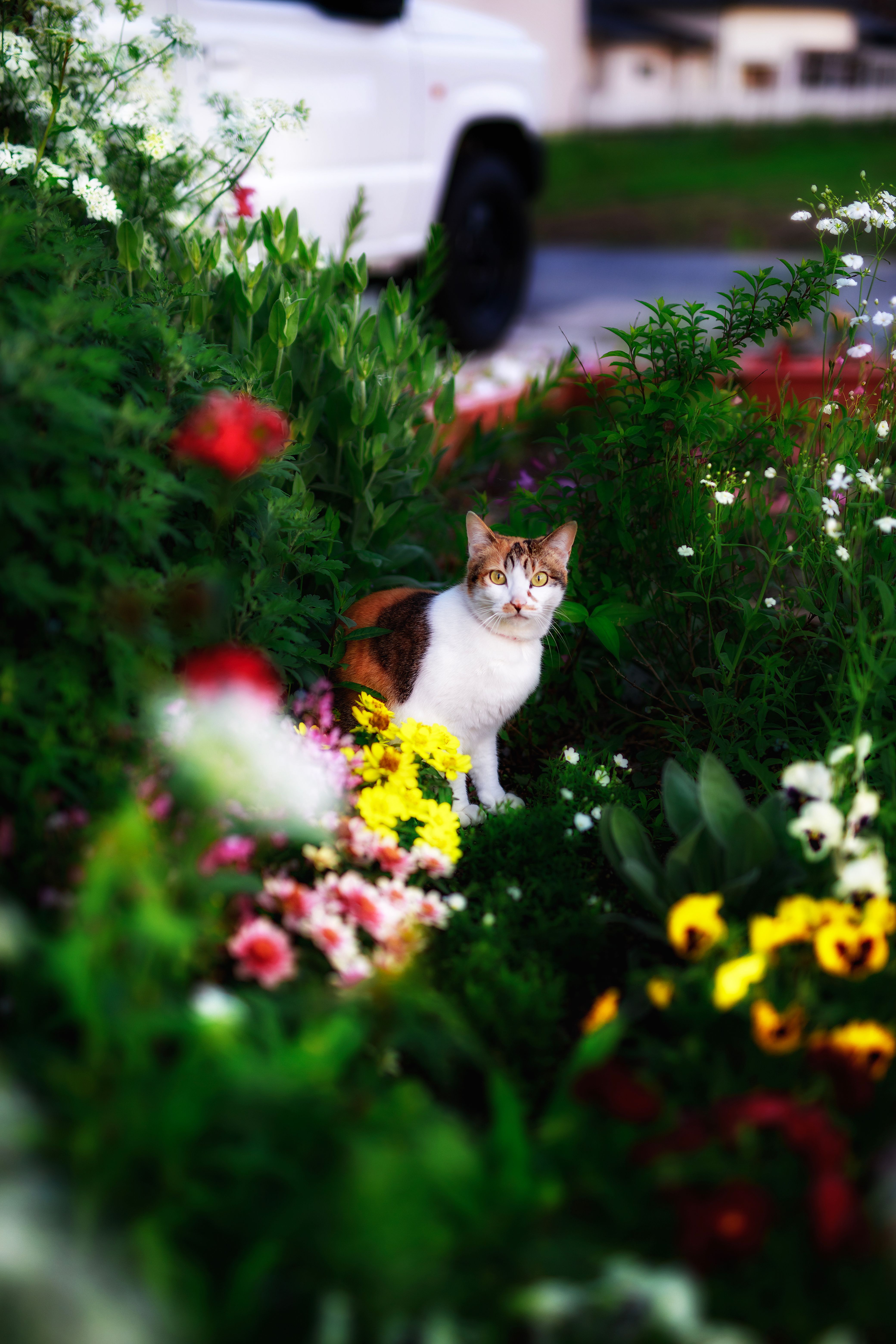 Cat Among Colorful Garden Blooms Outdoors · Free Stock Photo