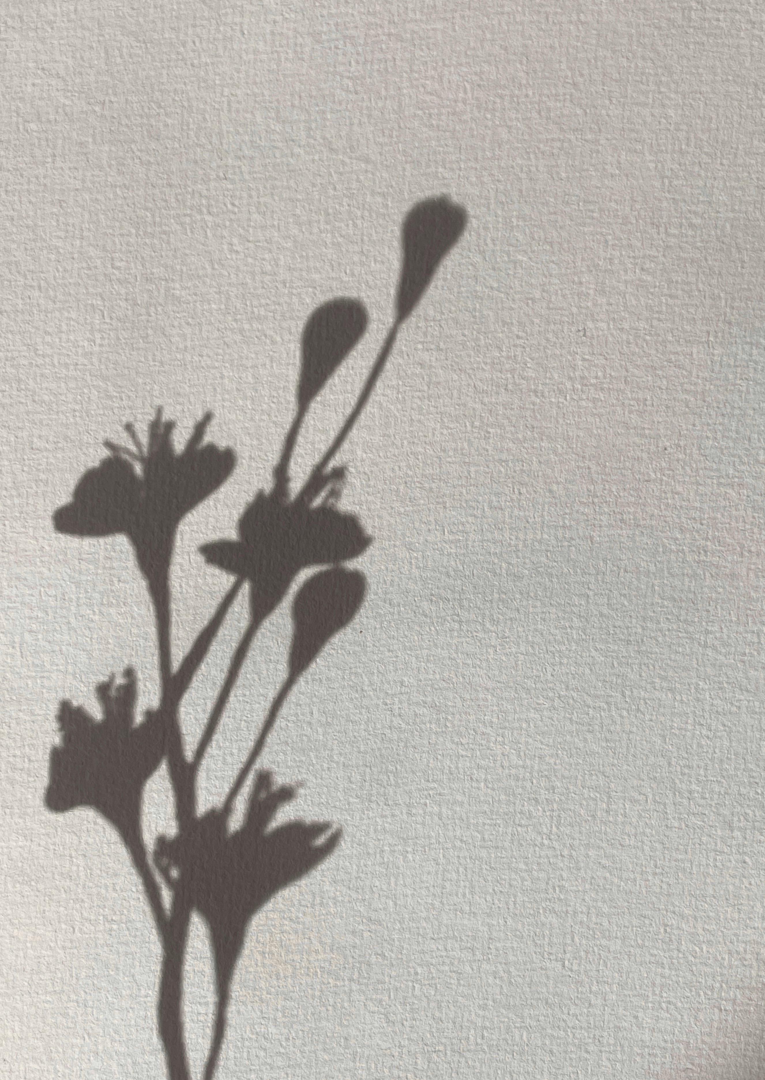 Minimalist Floral Shadow on Light Wall · Free Stock Photo