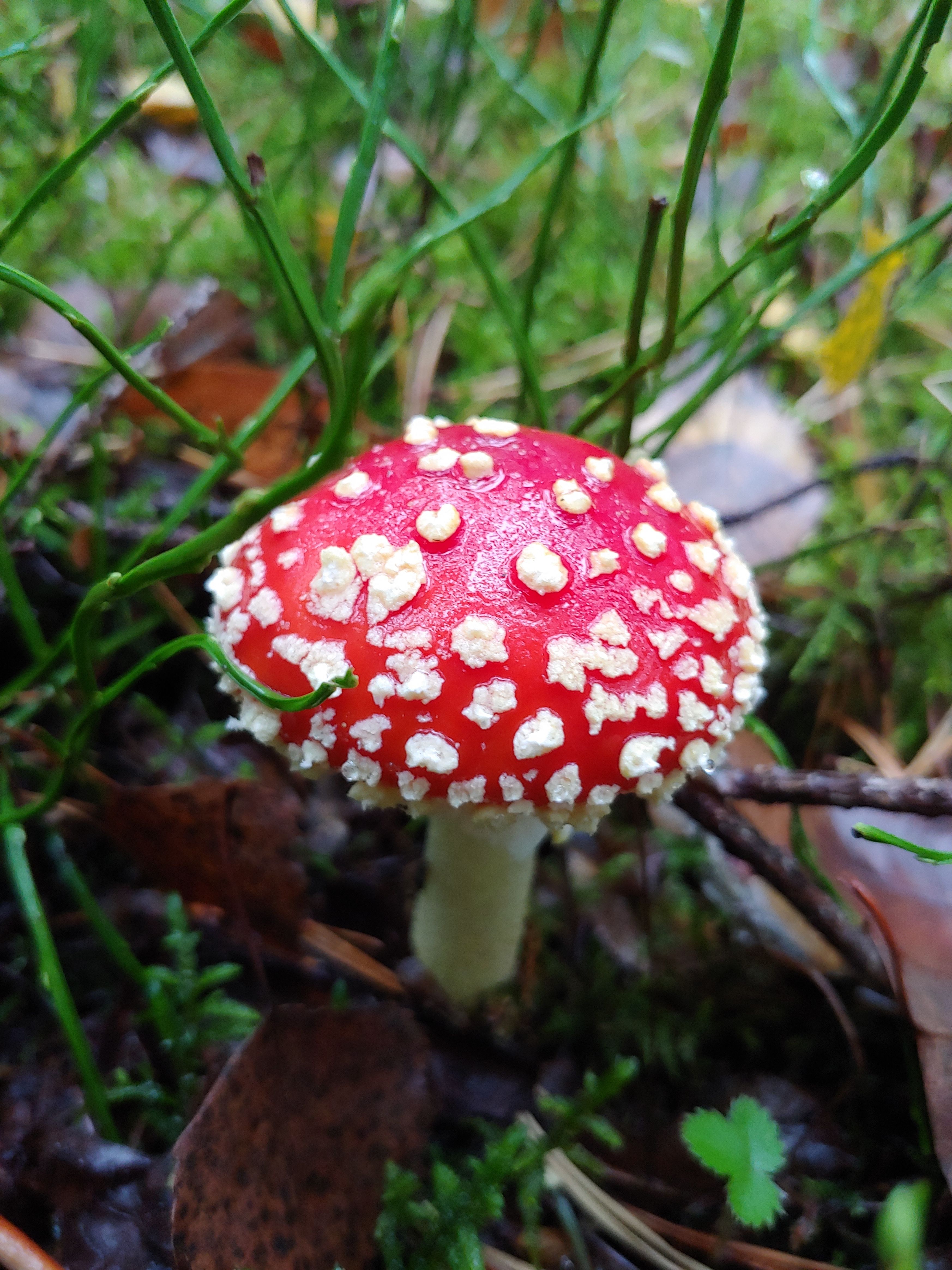 Close-up of Vibrant Red Fly Agaric Mushroom in Forest · Free Stock Photo