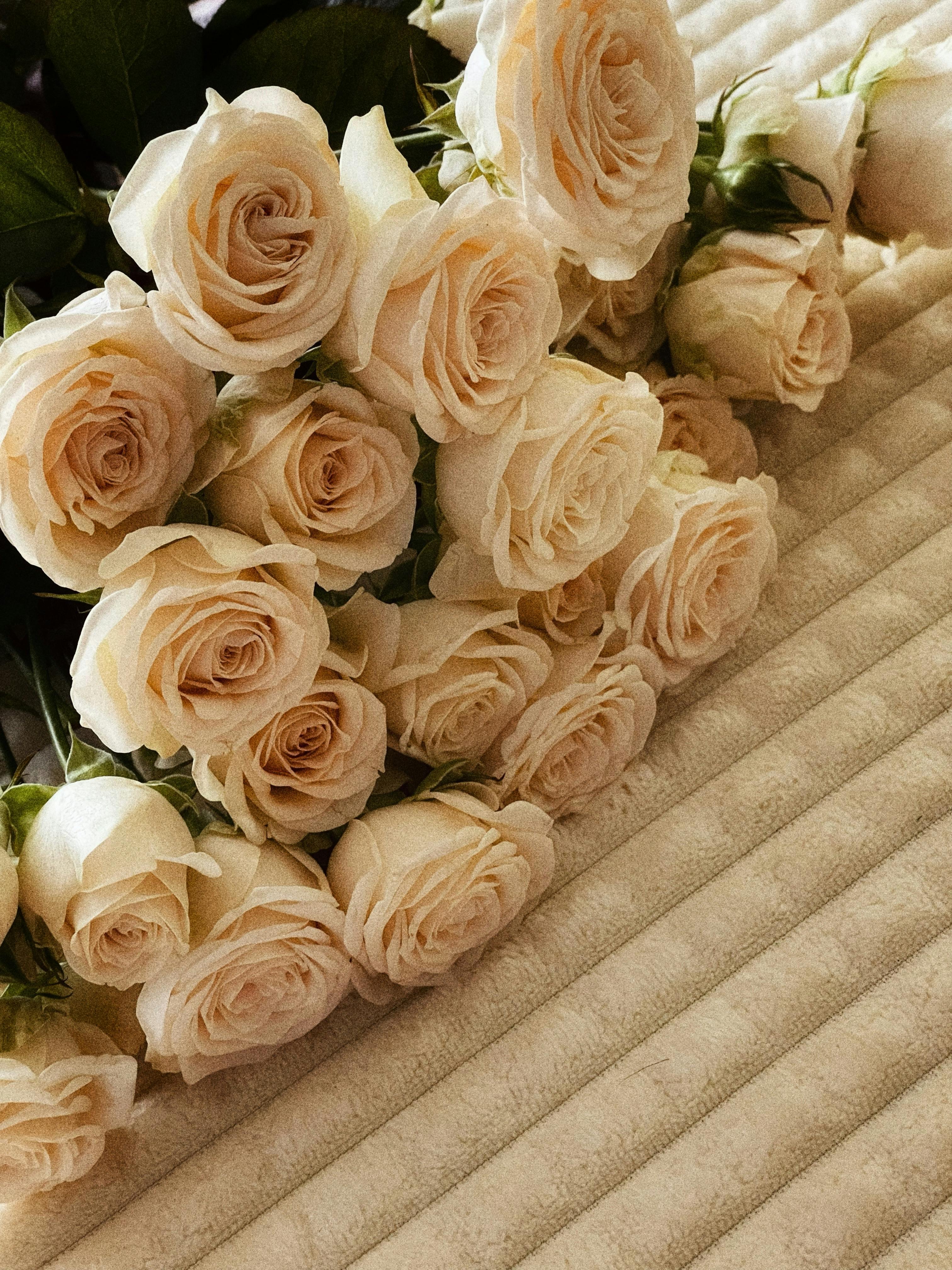 Elegant Bouquet of Cream Roses on Soft Fabric · Free Stock Photo