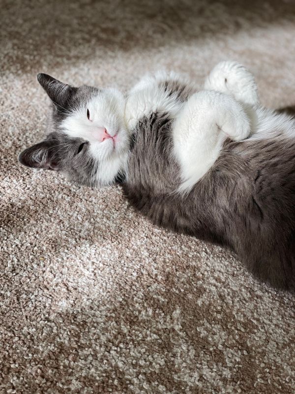 Cat Photo Jpg Photos, Download The BEST Free Cat Photo Jpg Stock Photos ...