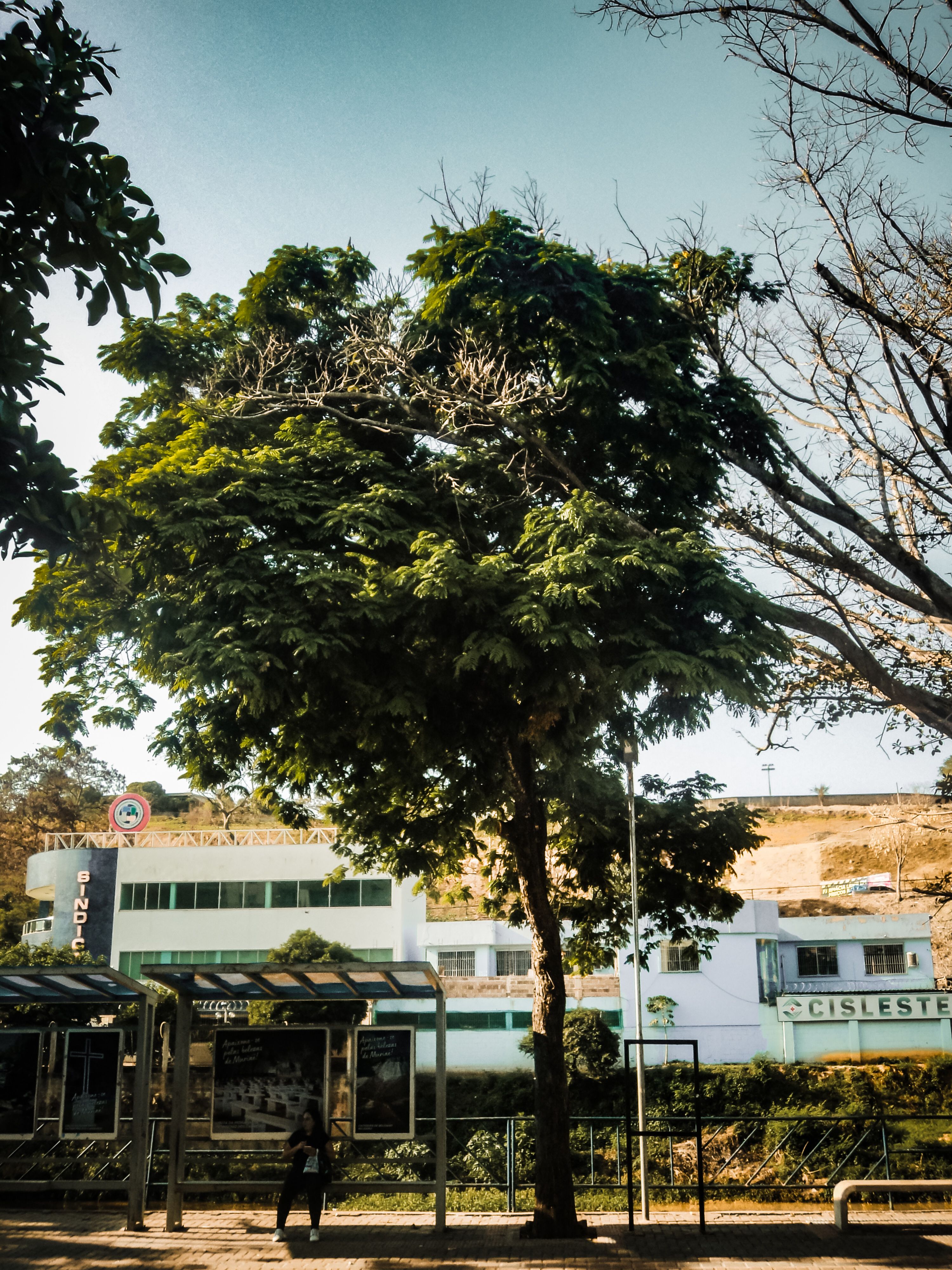 Urban Scene with Tree and Bus Stop · Free Stock Photo