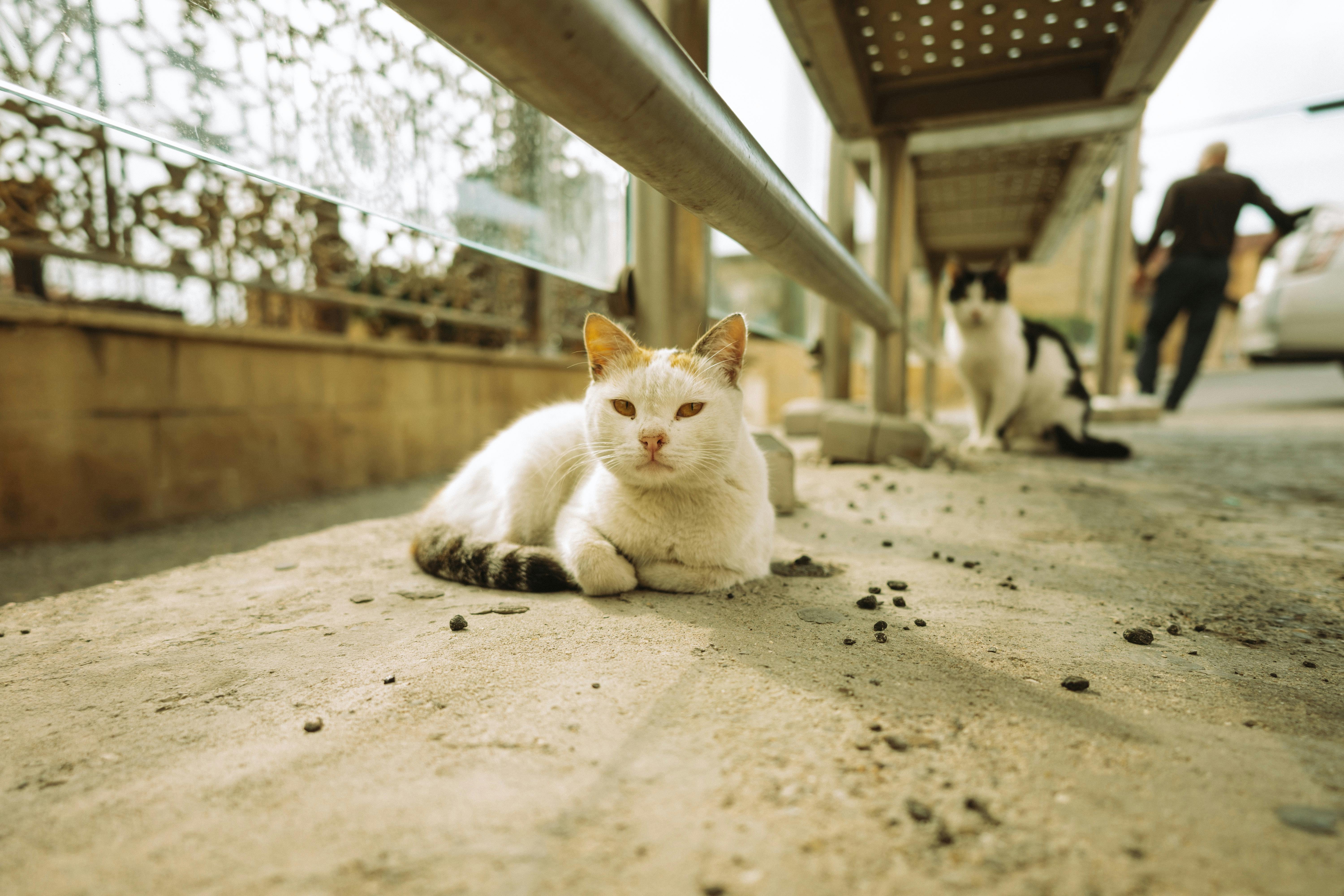 Close-Up of Cats on Street in Baku, Azerbaijan · Free Stock Photo