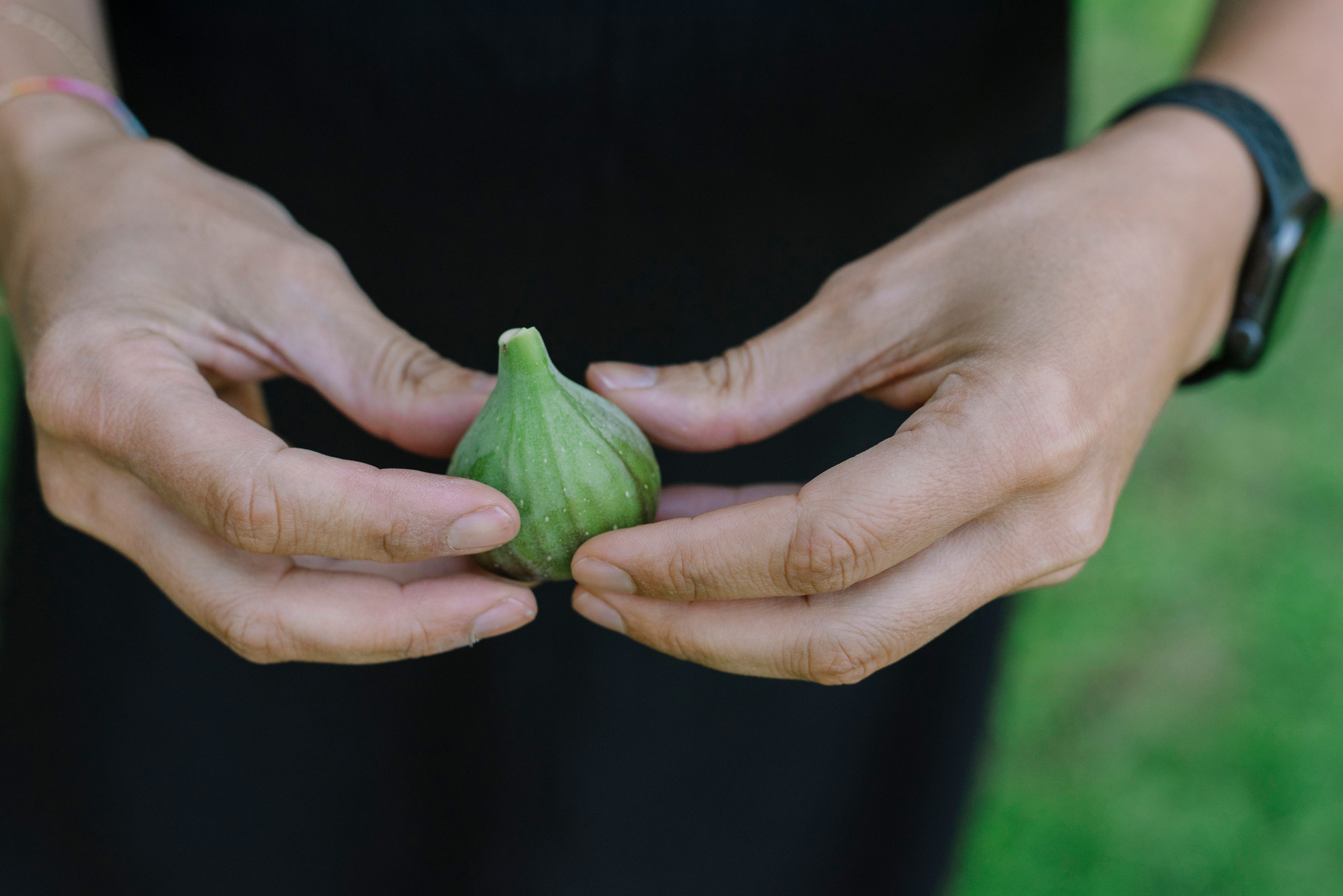 Hands holding a fresh green fig outdoors · Free Stock Photo