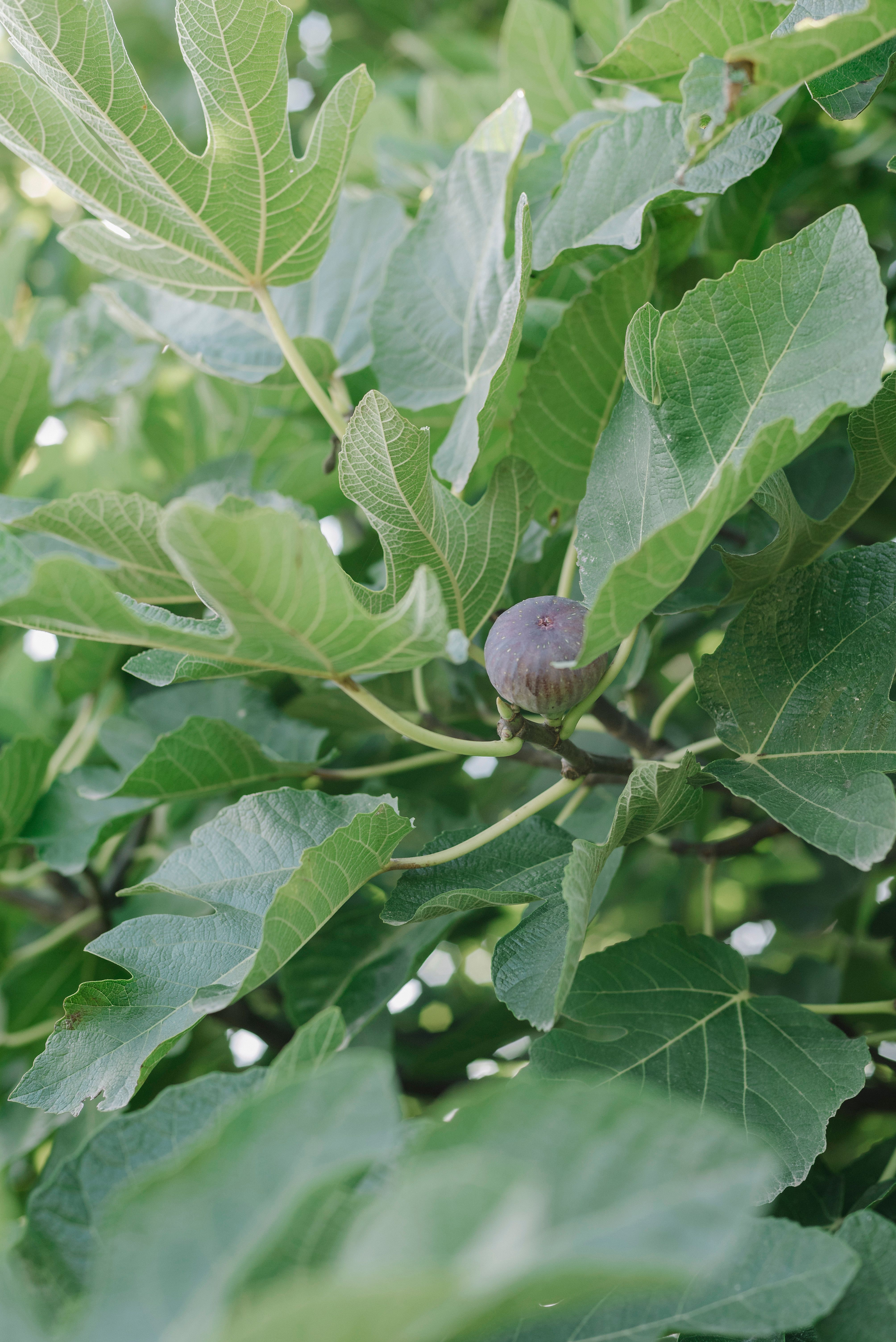Close-up of Fig Tree with Foliage and Fruit · Free Stock Photo