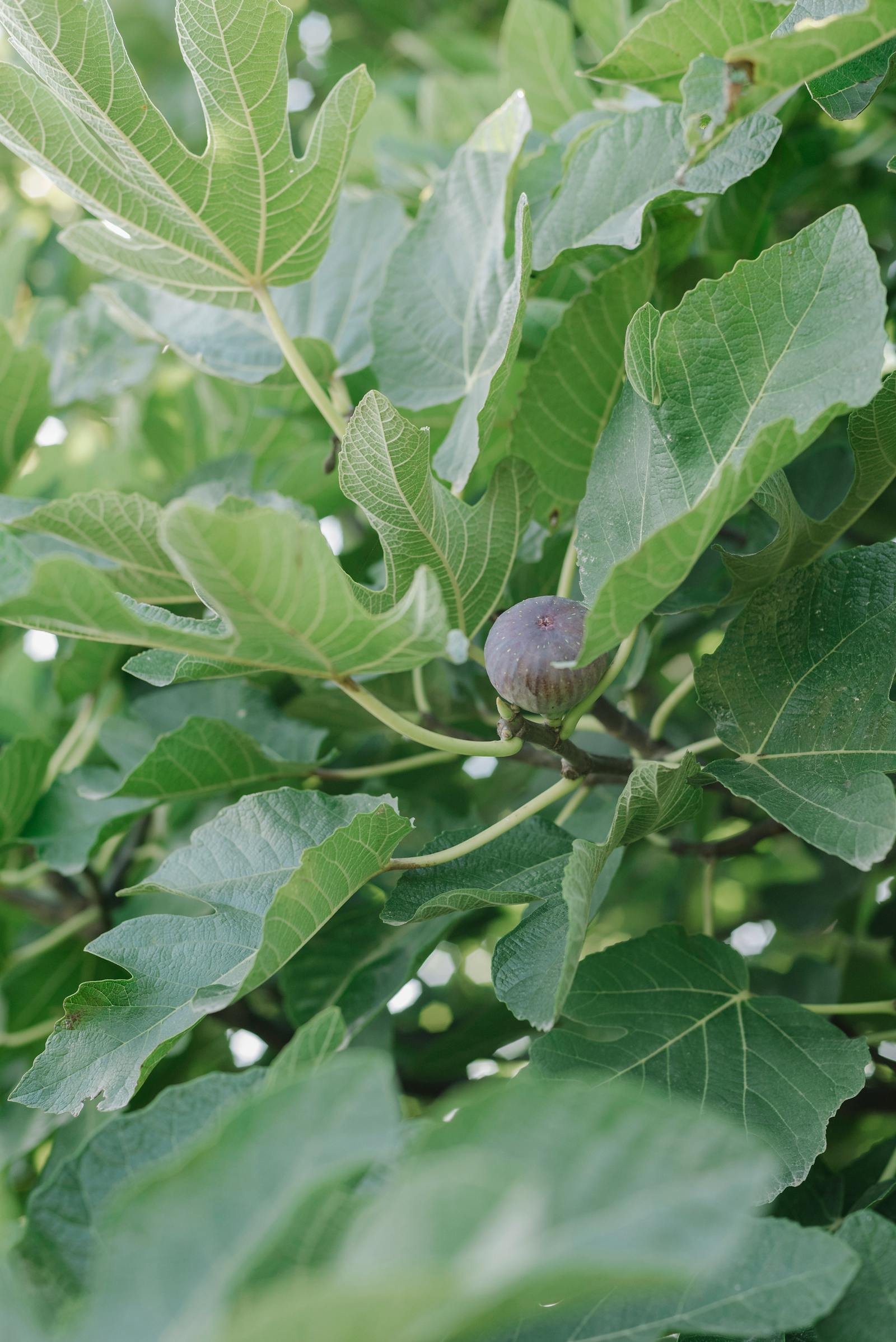 Fig Tree Photos, Download The BEST Free Fig Tree Stock Photos & HD Images