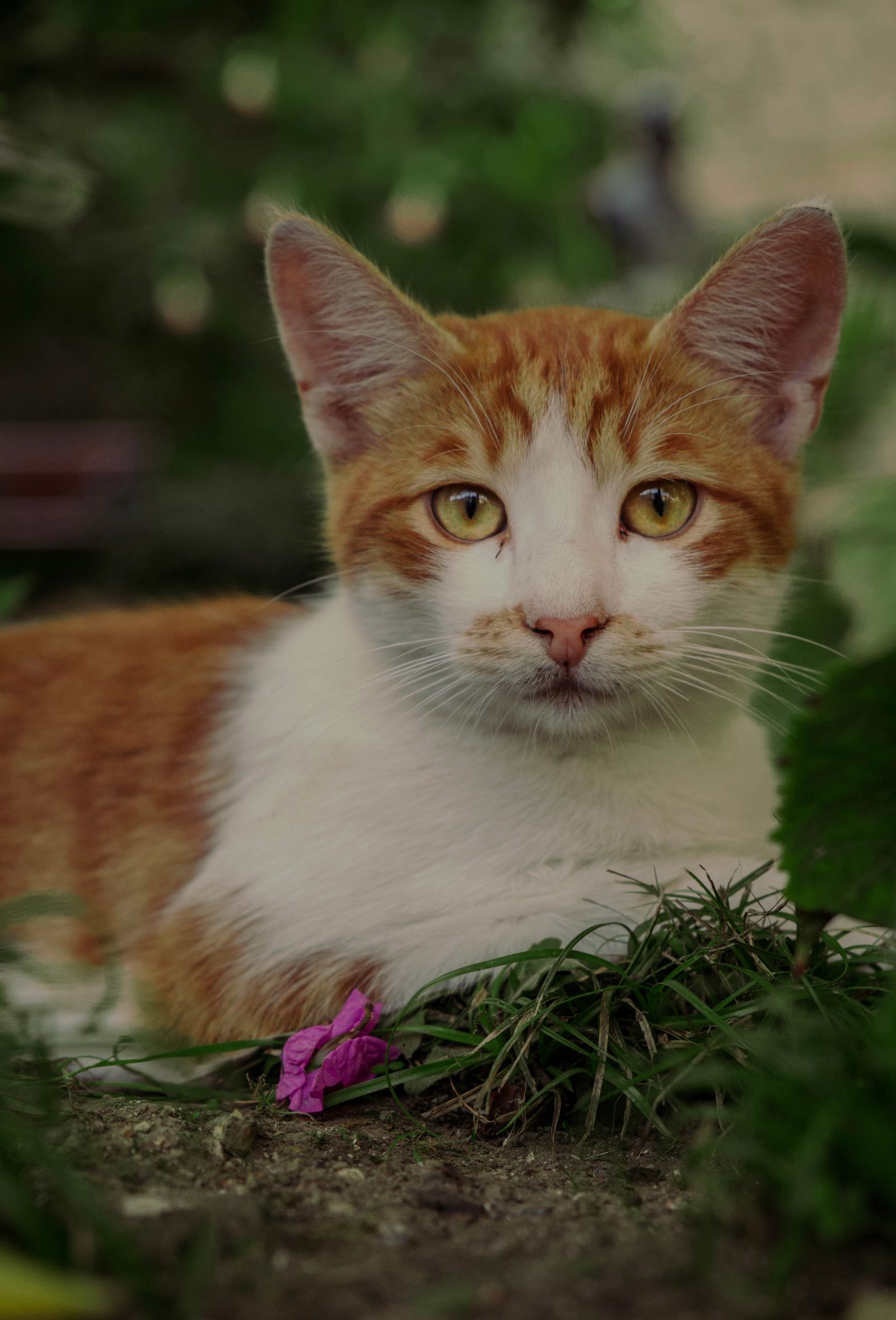 Super Cute Cat Photos, Download The BEST Free Super Cute Cat Stock ...