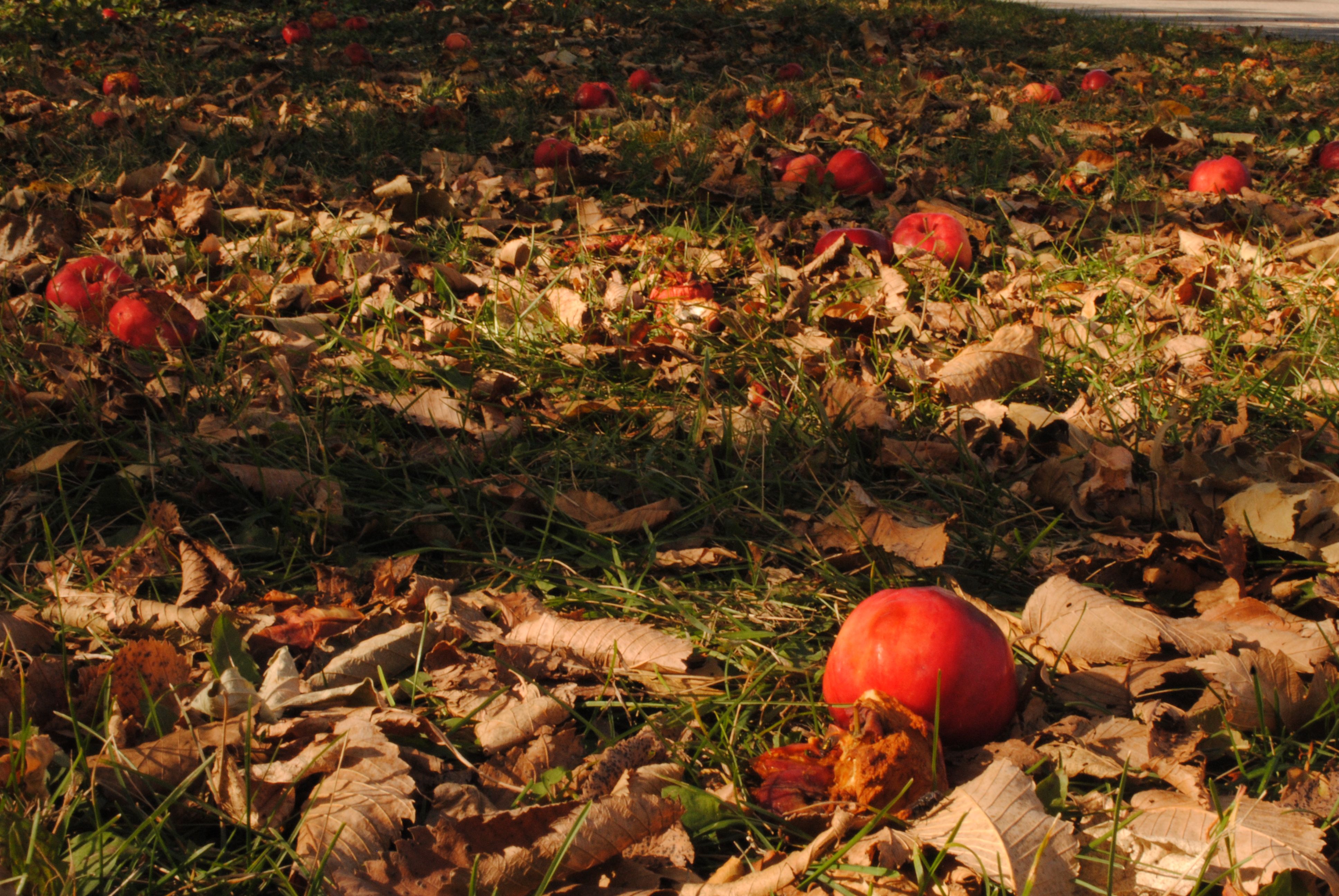 Fallen Red Apples on Autumn Leaves in Orchard · Free Stock Photo
