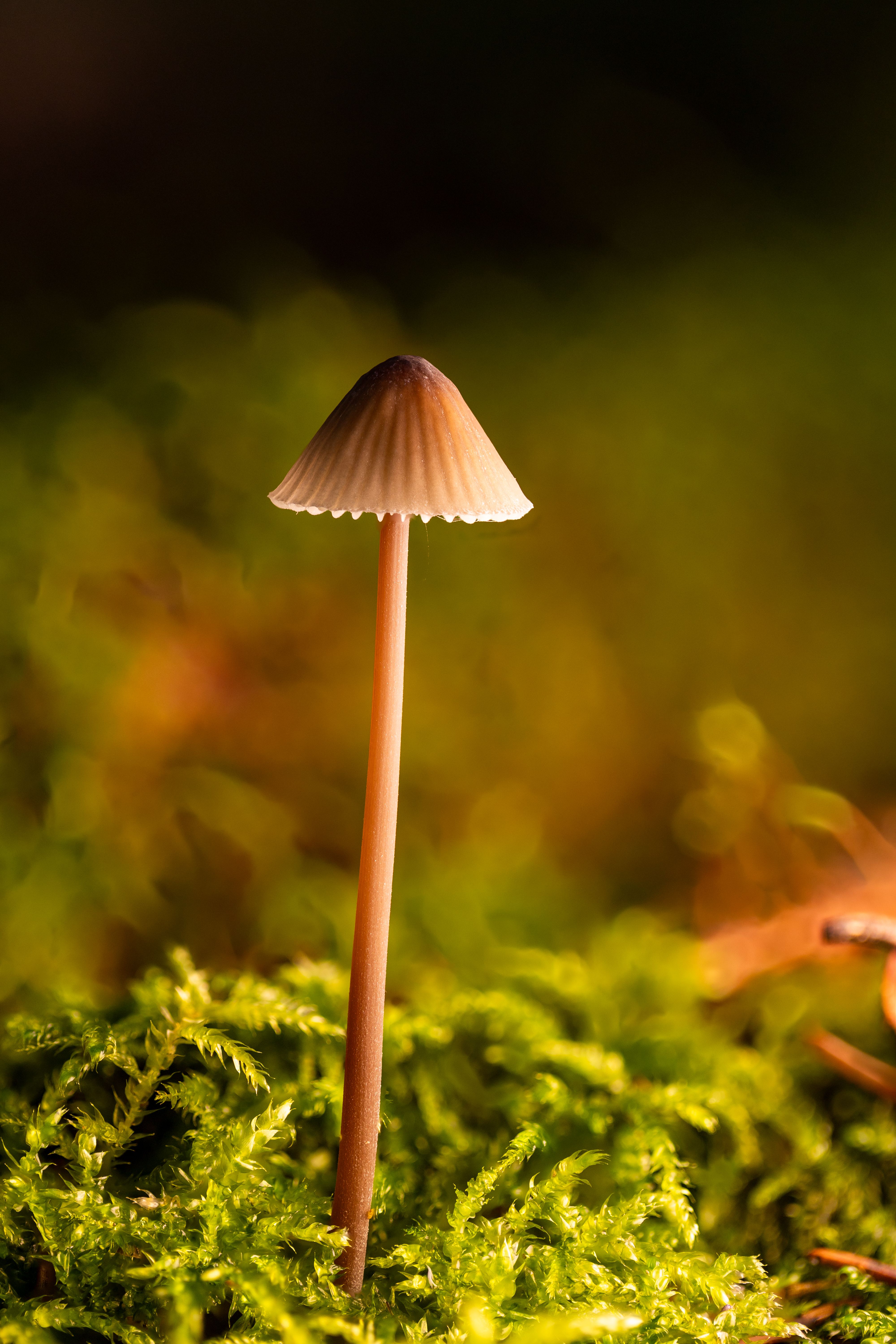 Primer Plano De Un Hongo En Un Entorno Forestal Exuberante · Foto de ...