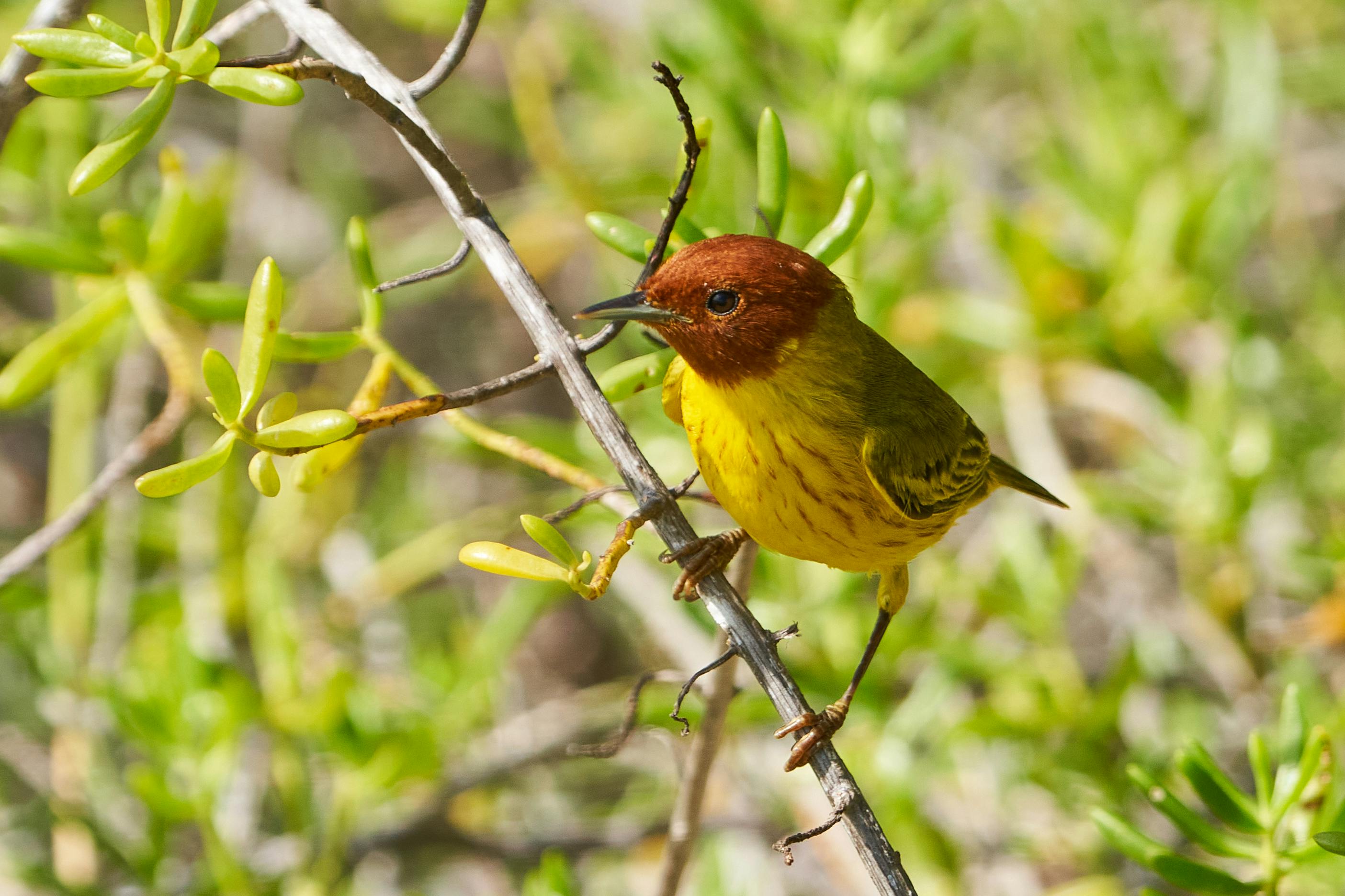 Birdwatching Area Photos, Download The BEST Free Birdwatching Area ...