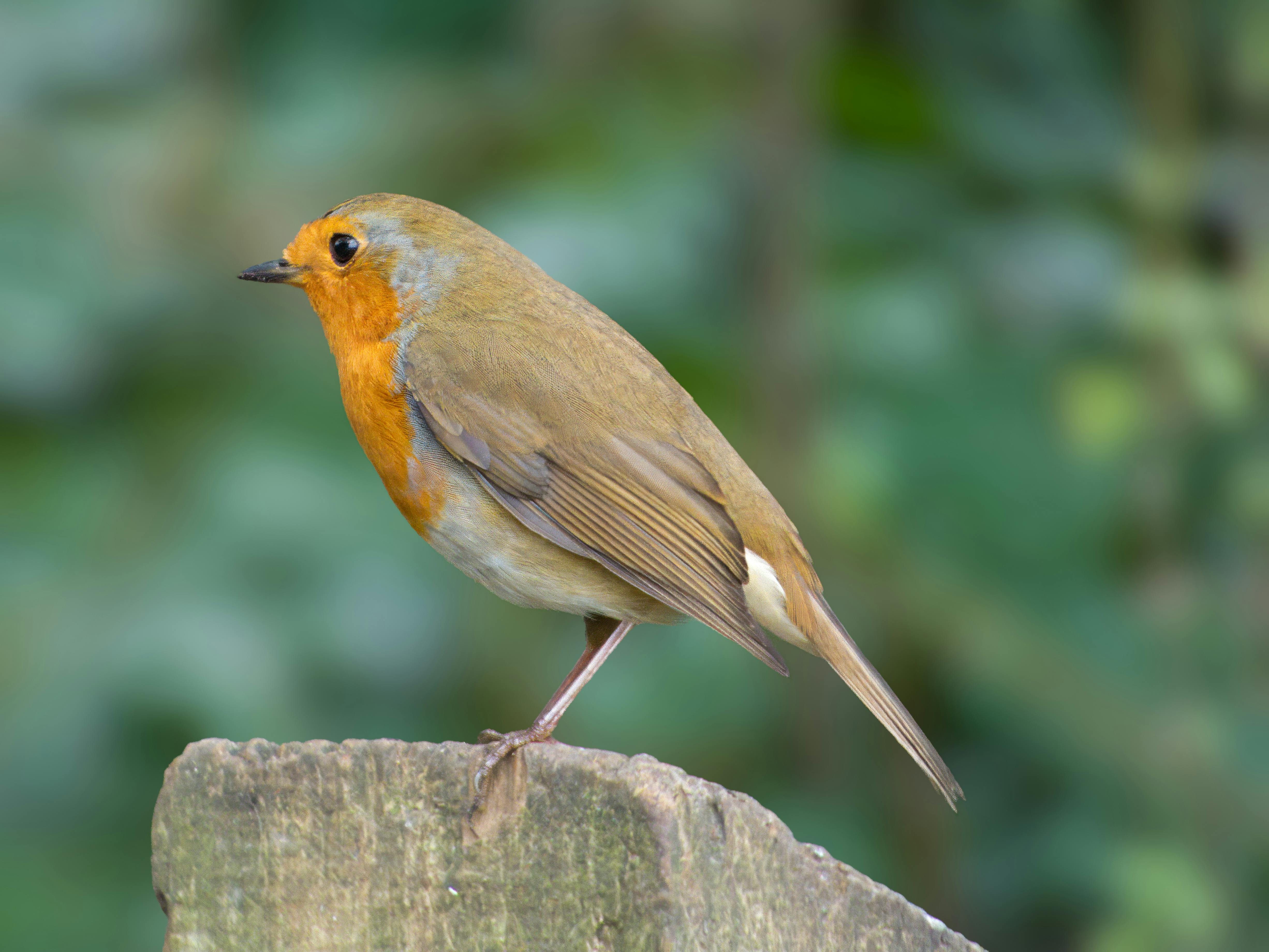 Bird Teeth Photos, Download The BEST Free Bird Teeth Stock Photos & HD ...