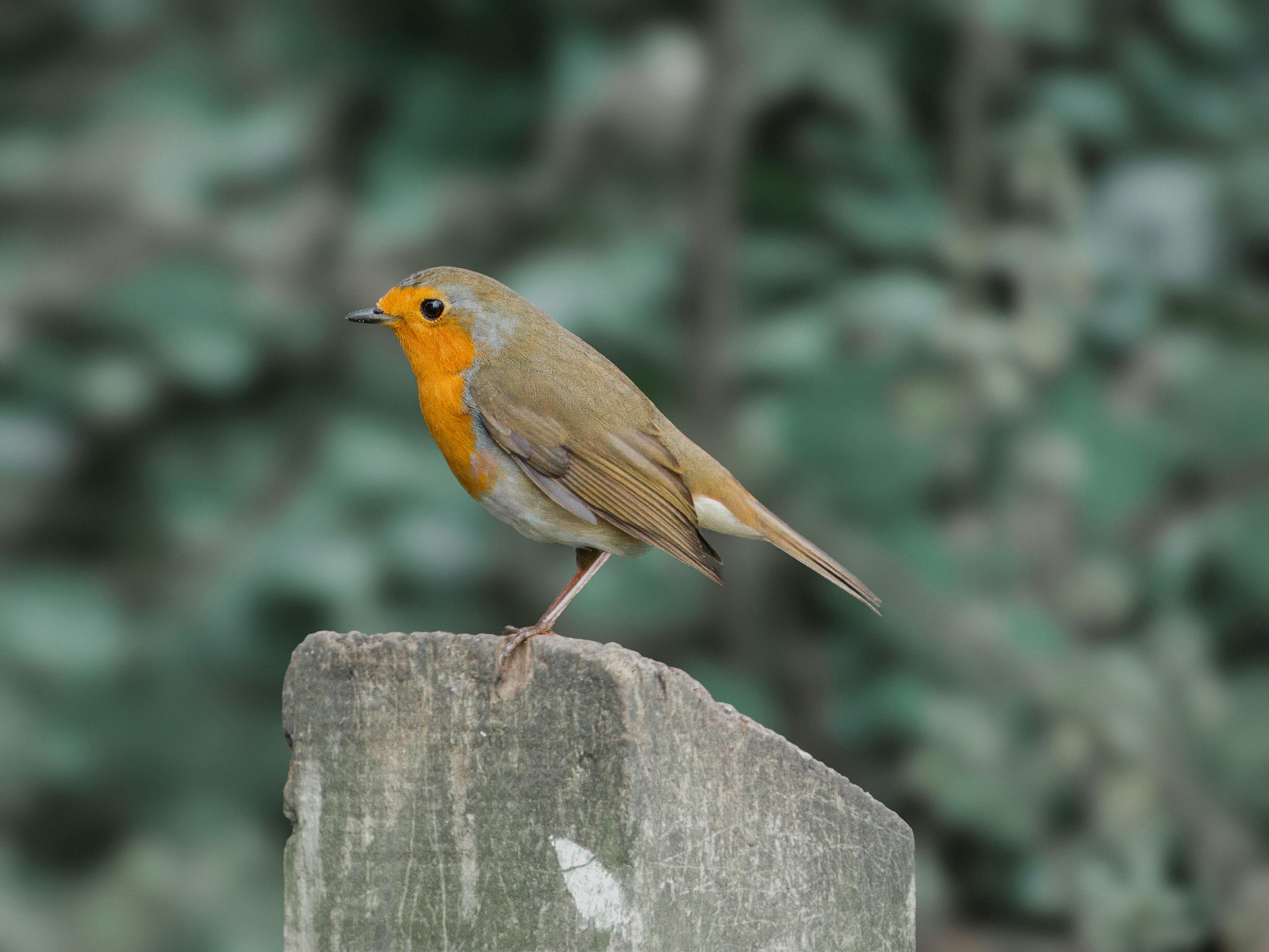 Bird Teeth Photos, Download The BEST Free Bird Teeth Stock Photos & HD ...