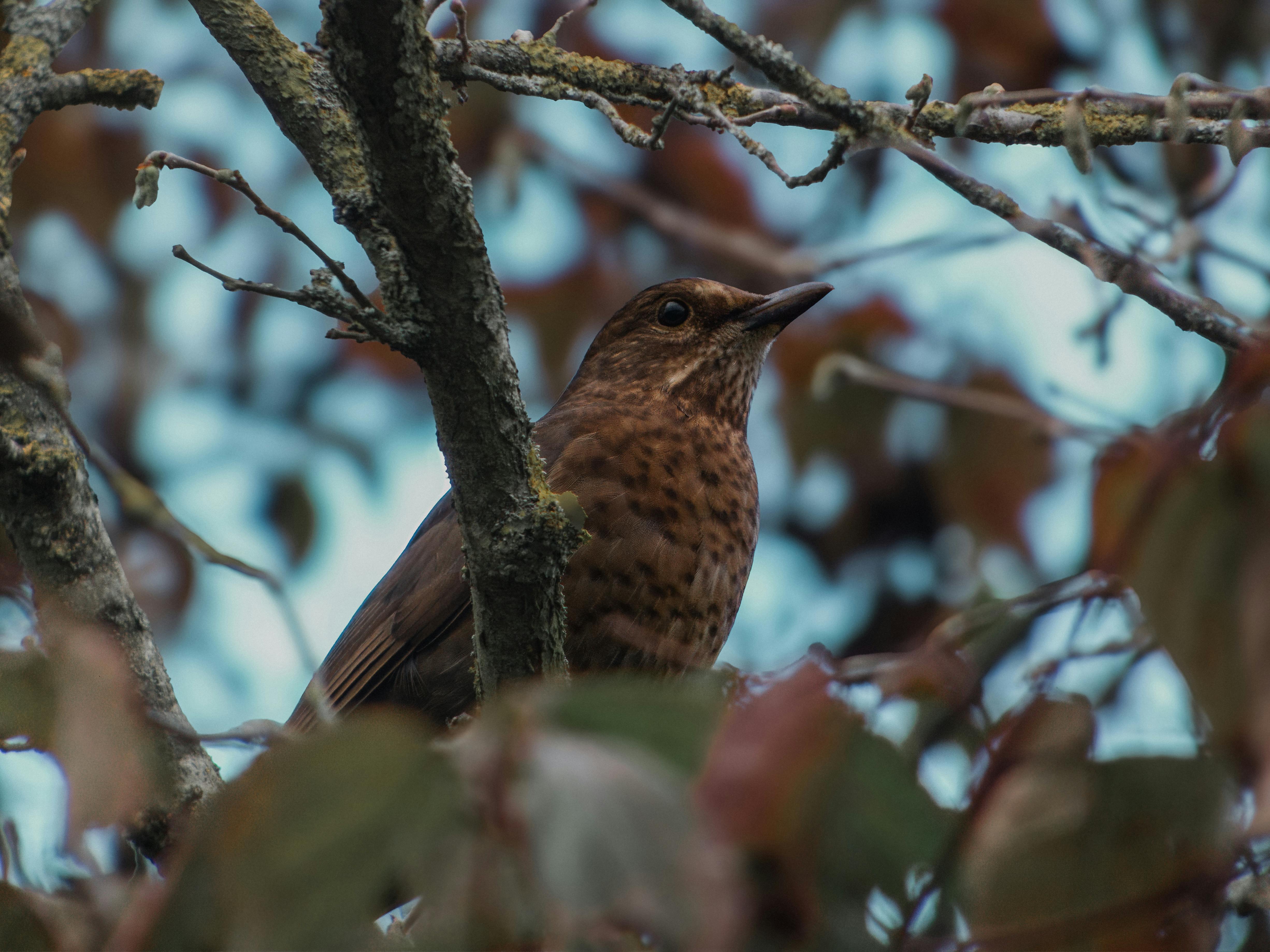 Pájaro Marrón Posado En La Rama De Un árbol En Otoño · Foto de stock ...