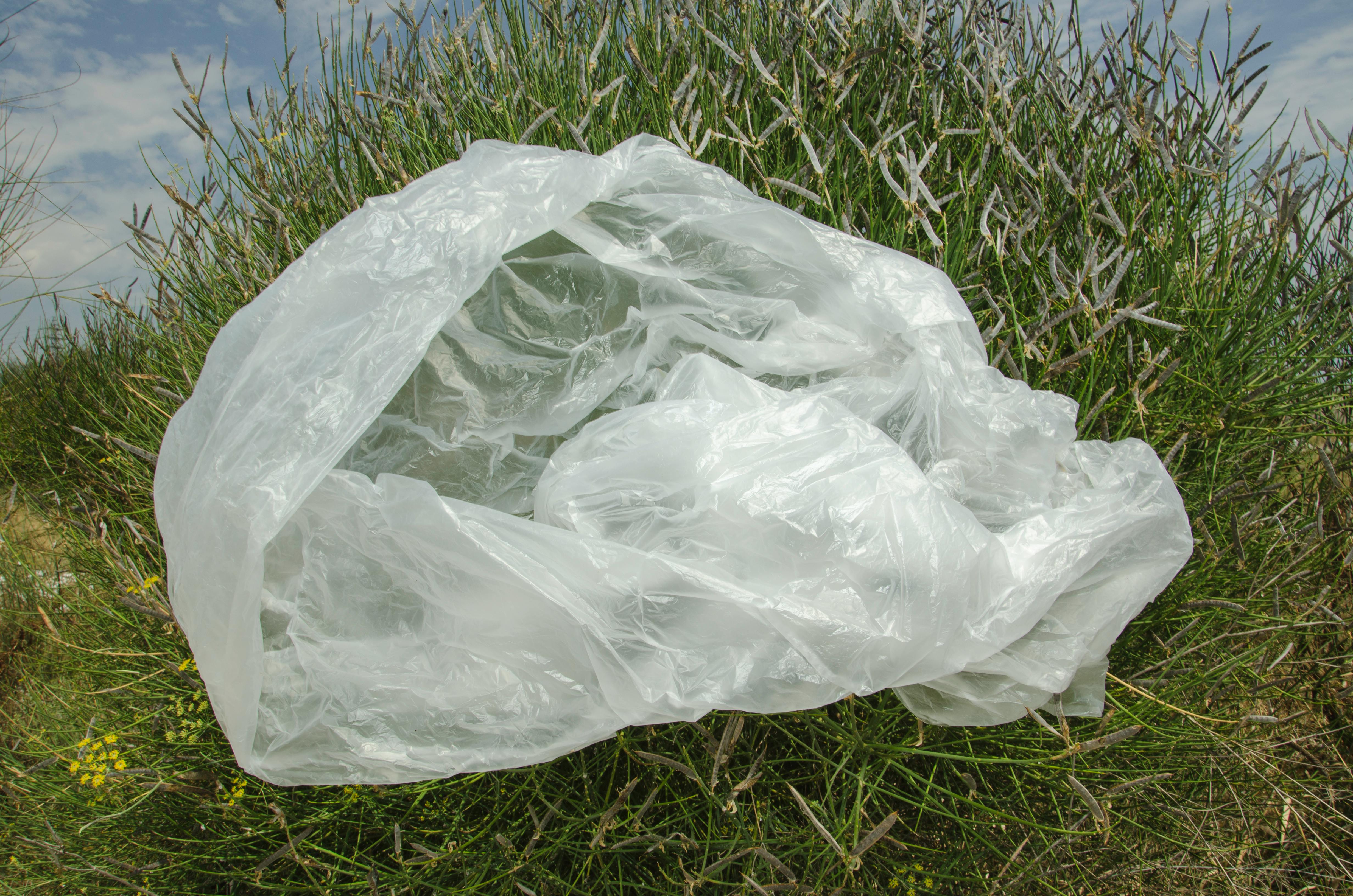 Plastic Bag Caught on Bush in Natural Setting · Free Stock Photo