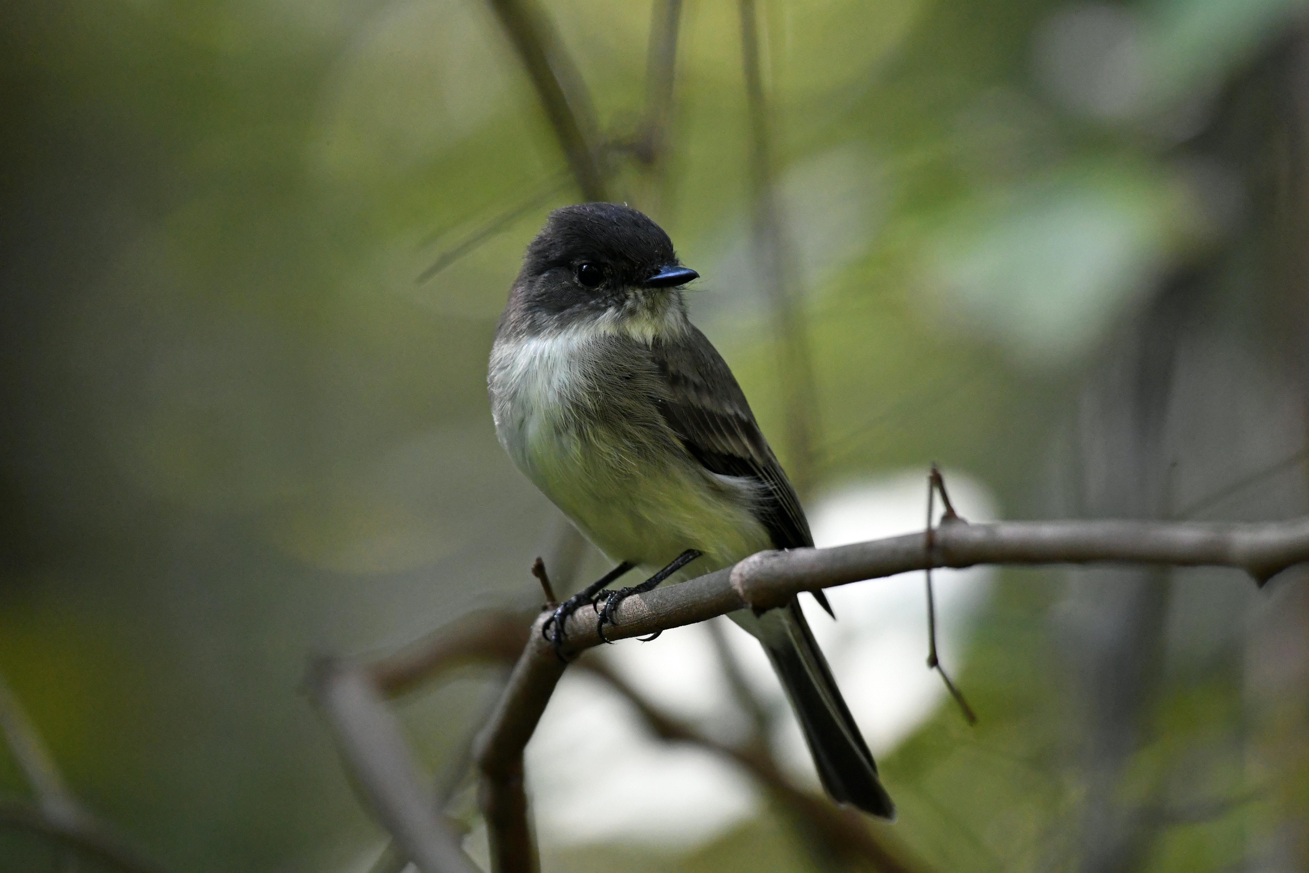 Eastern Phoebe Perched on a Tree Branch · Free Stock Photo