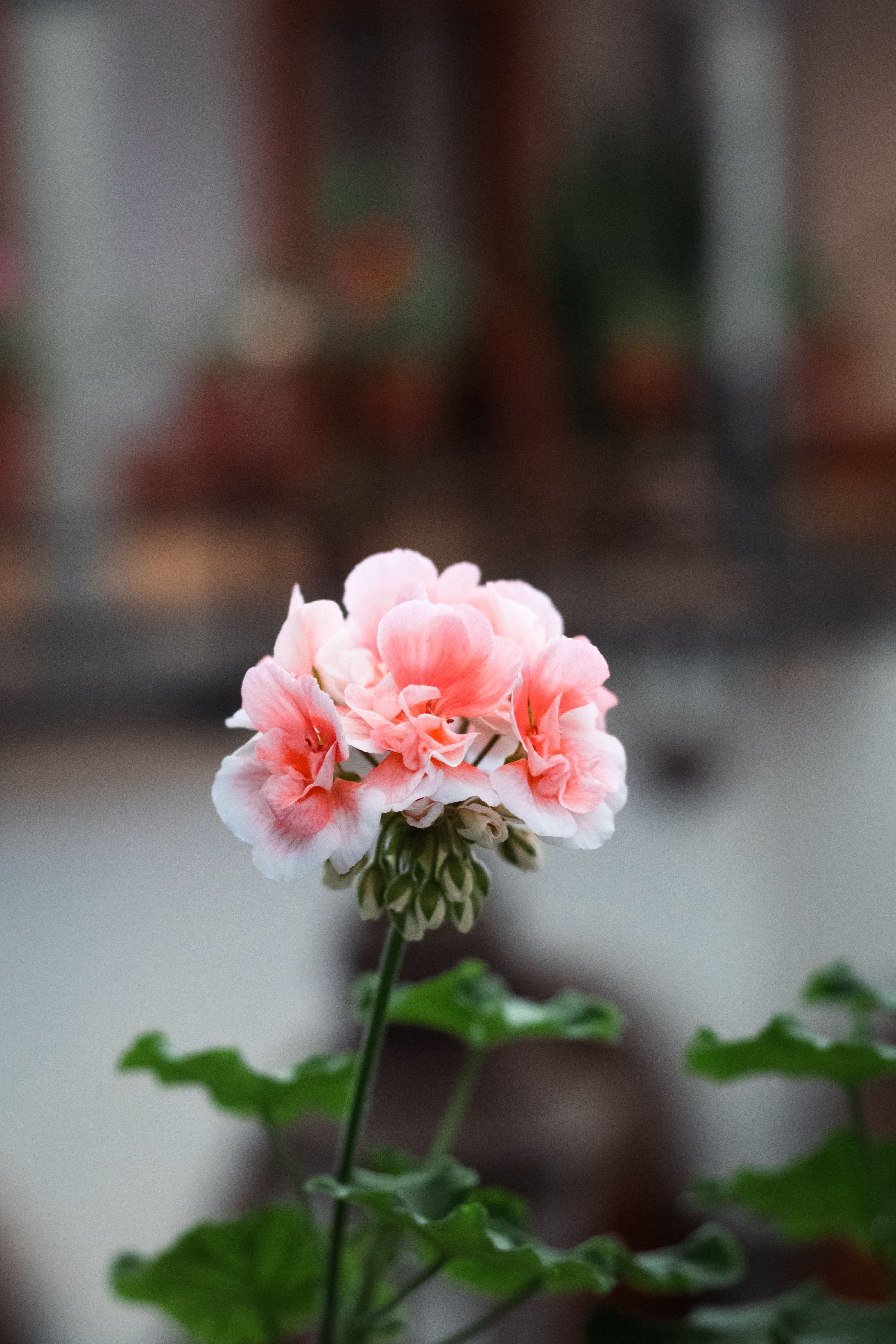 Vibrant Pink Geranium in Soft Focus Background · Free Stock Photo
