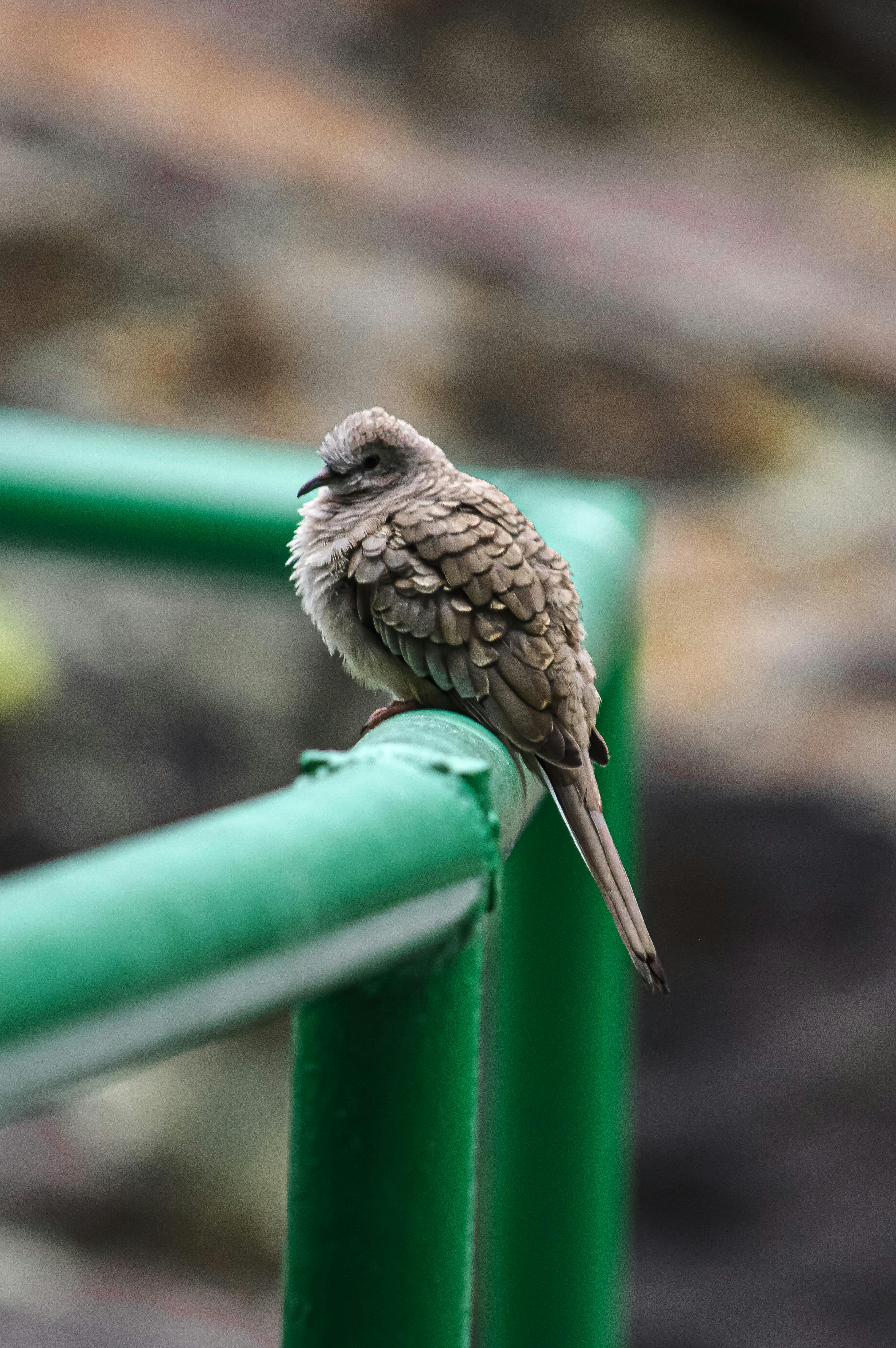 Dove Obituary Photos, Download The BEST Free Dove Obituary Stock Photos ...