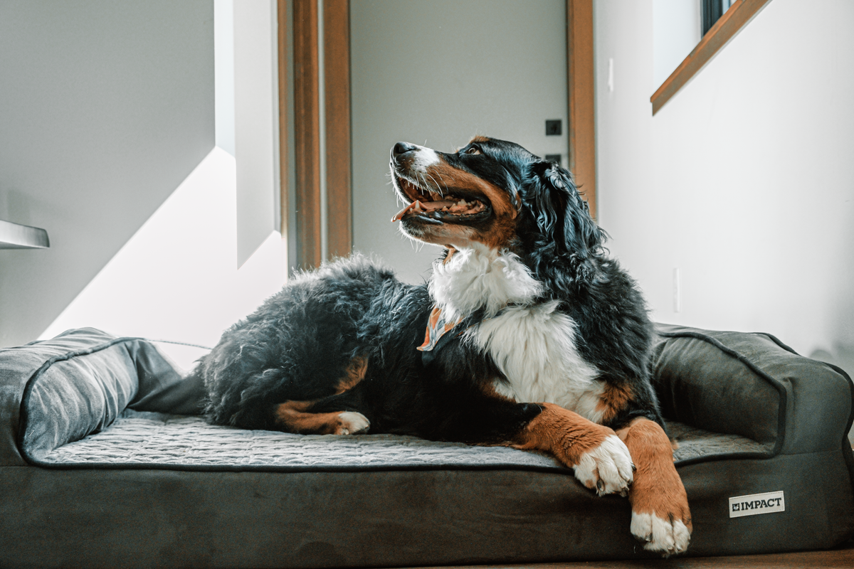 Git Along Little Doggies Lyrics Explained: A Guide