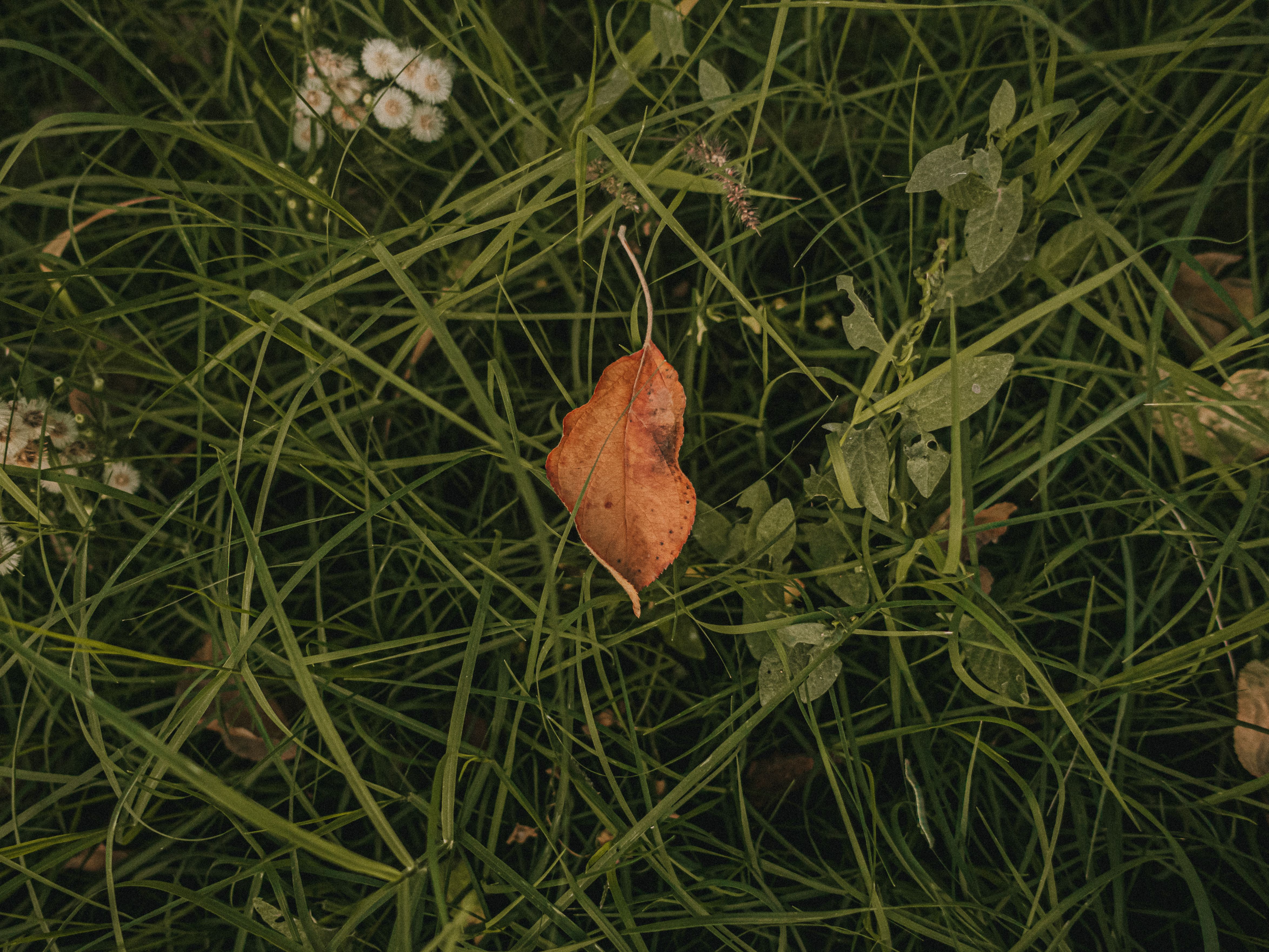 Fallen Autumn Leaf on Lush Green Grass · Free Stock Photo