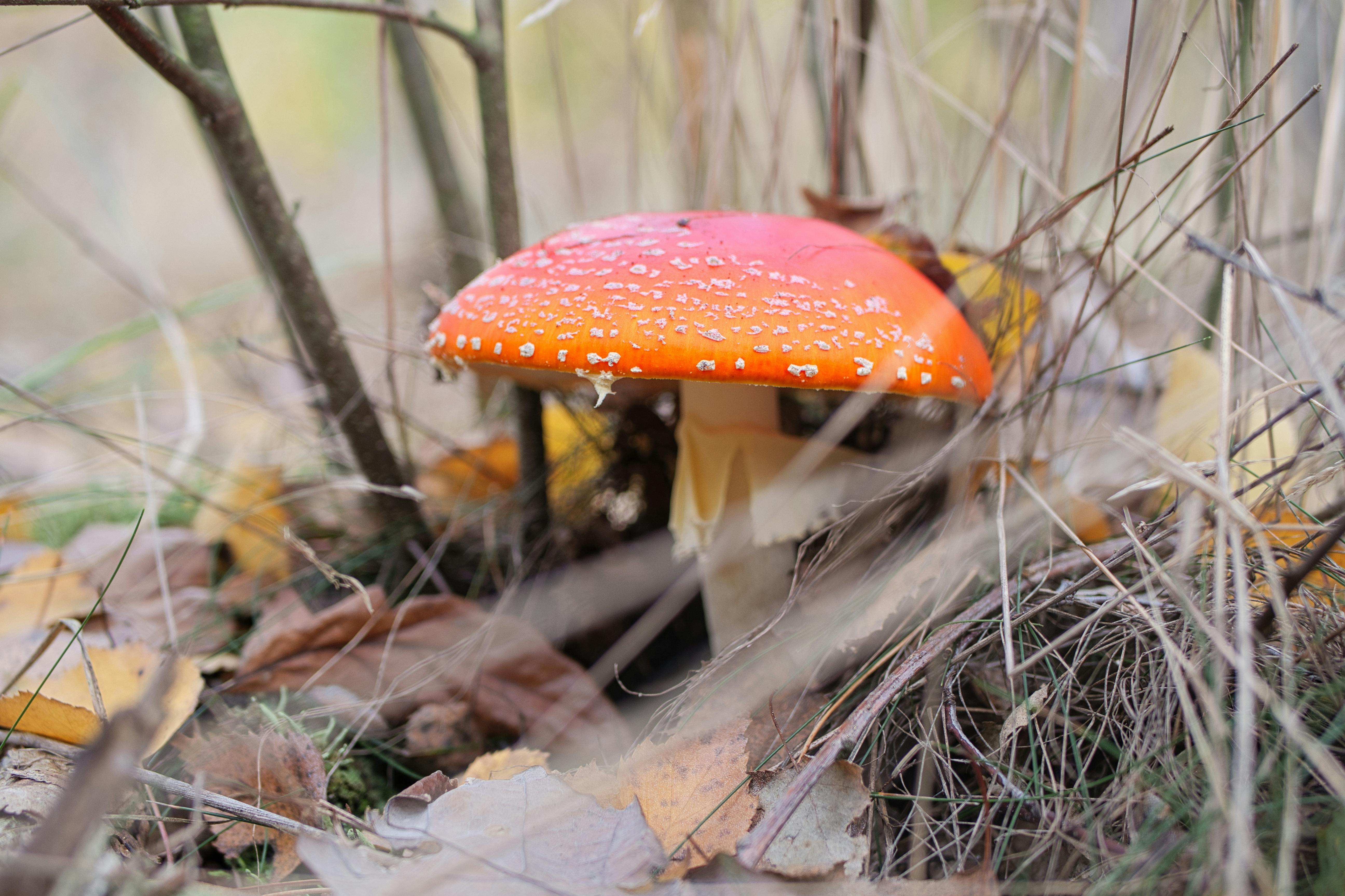 Autumn Foraging Photos, Download The BEST Free Autumn Foraging Stock ...