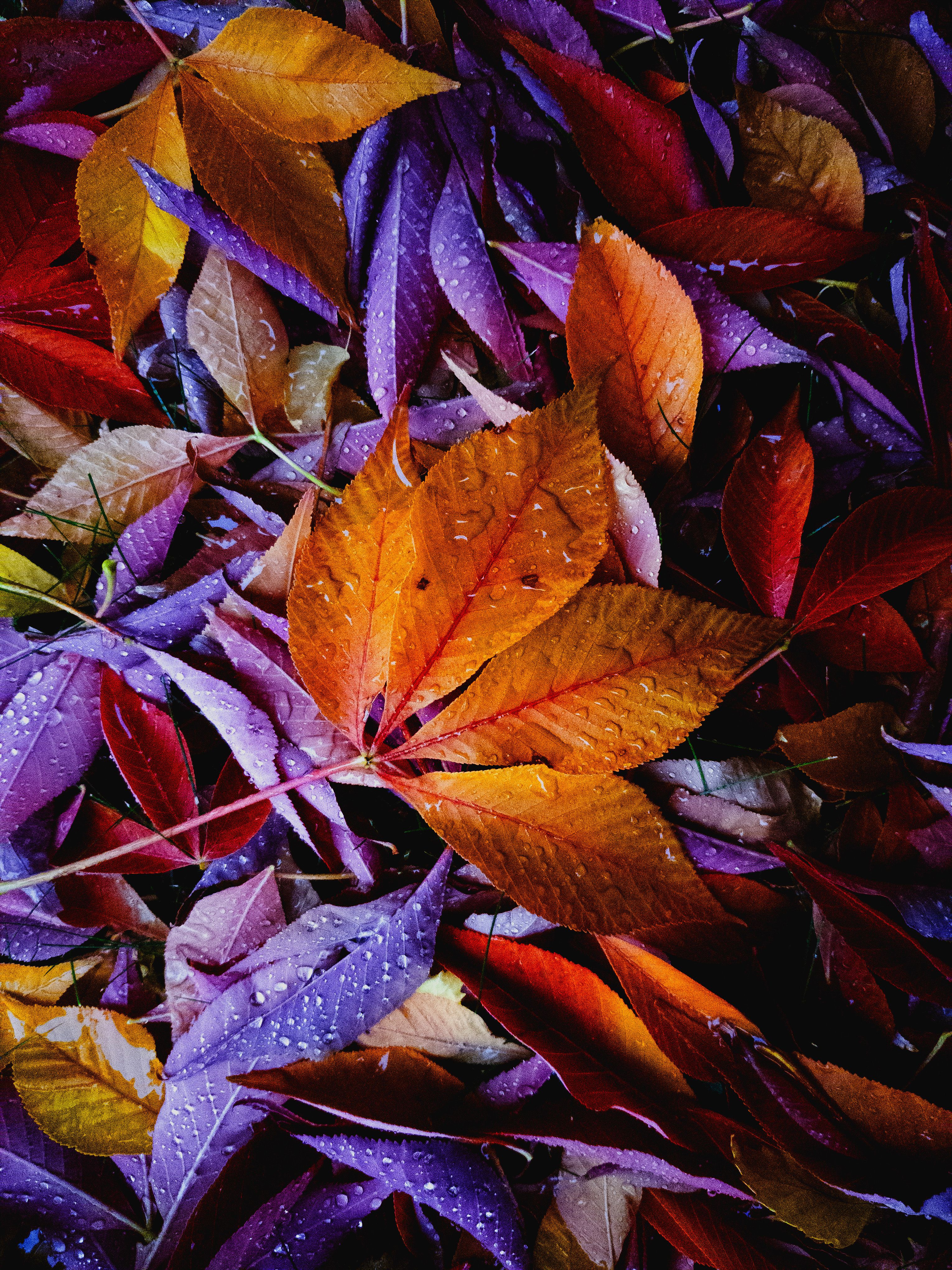 Vibrant Fall Leaves with Dew Drops · Free Stock Photo