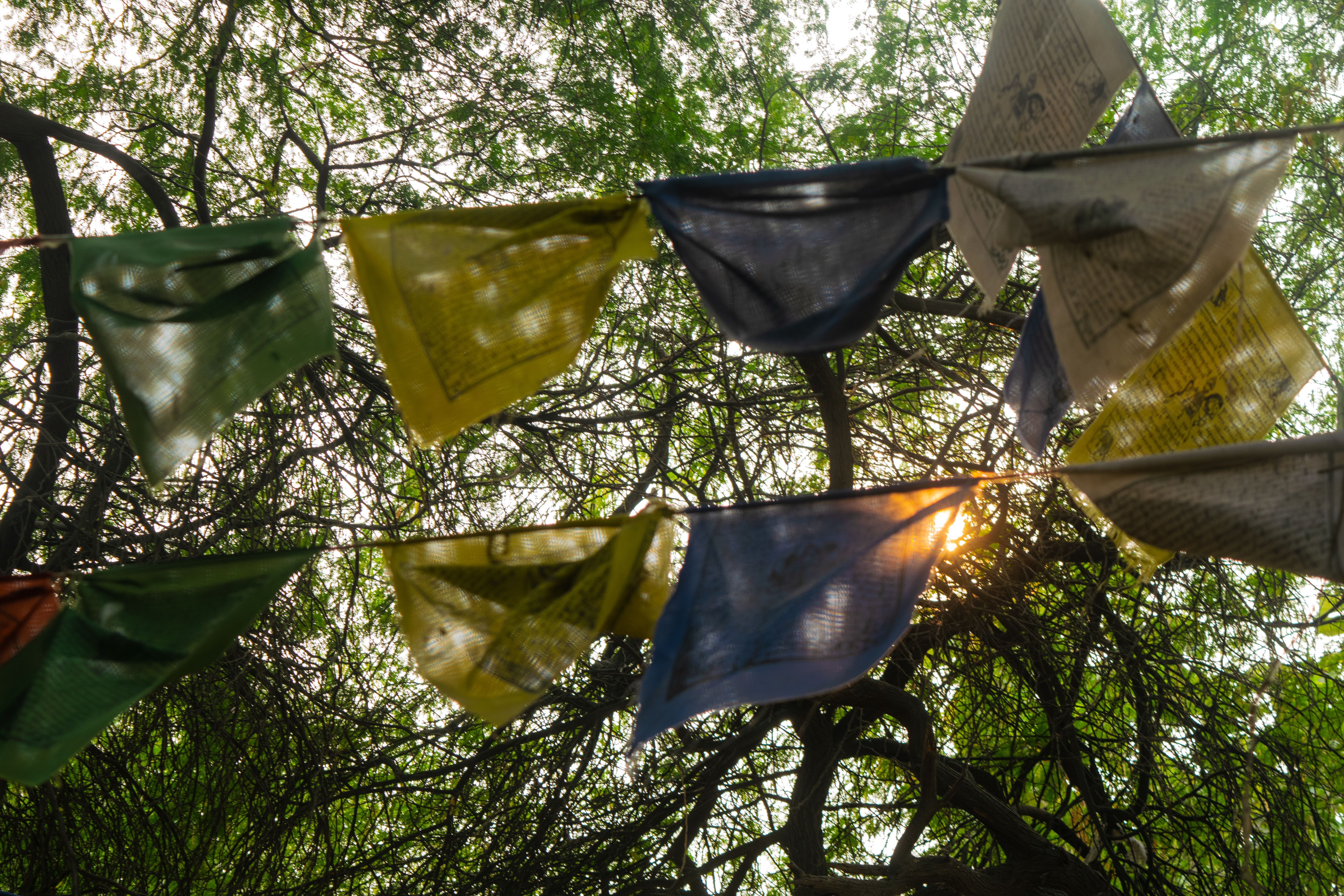 Colorful Prayer Flags Hanging in Forest Canopy · Free Stock Photo