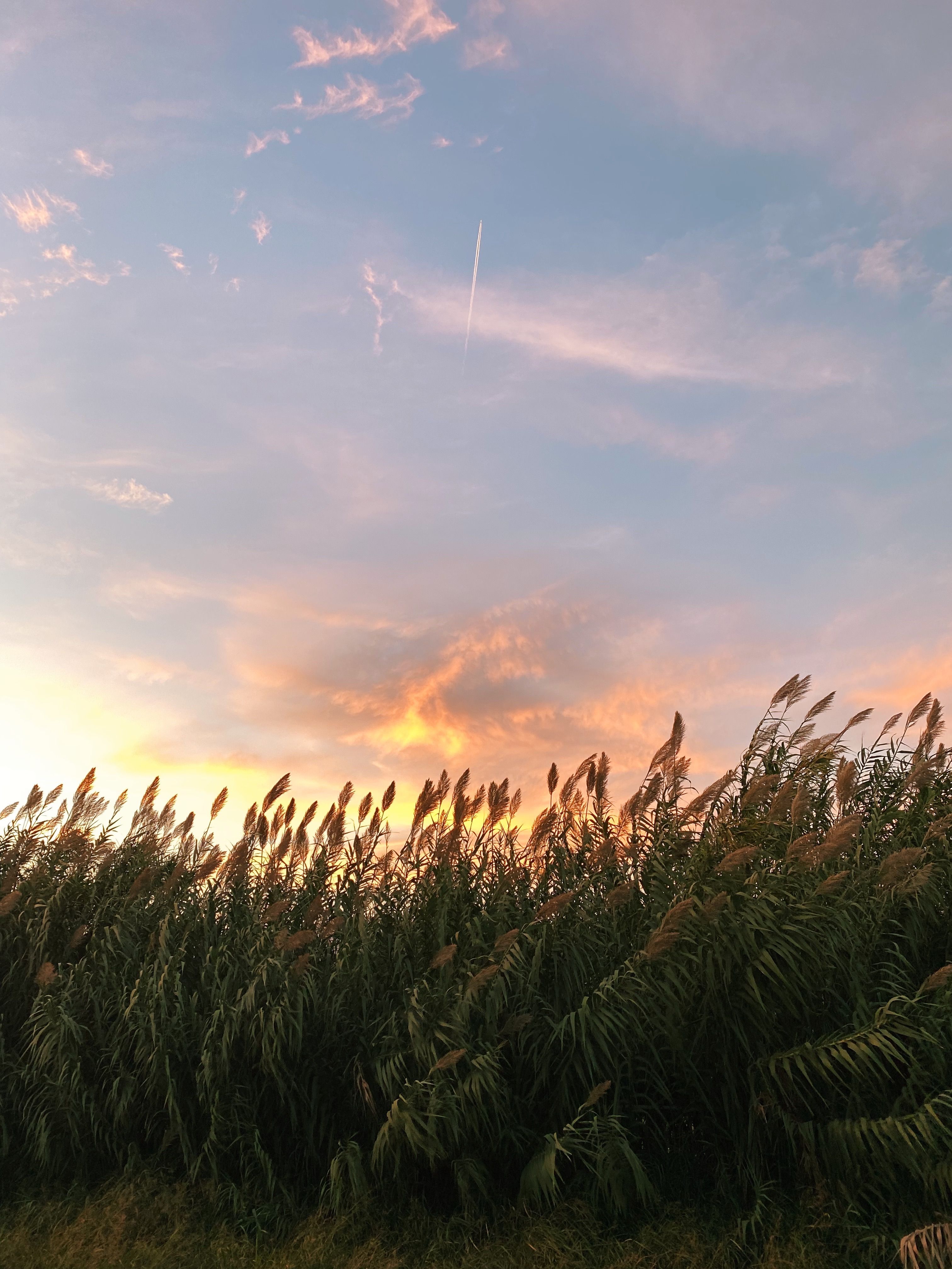 Serene Sunset Over Tall Grasses Landscape · Free Stock Photo