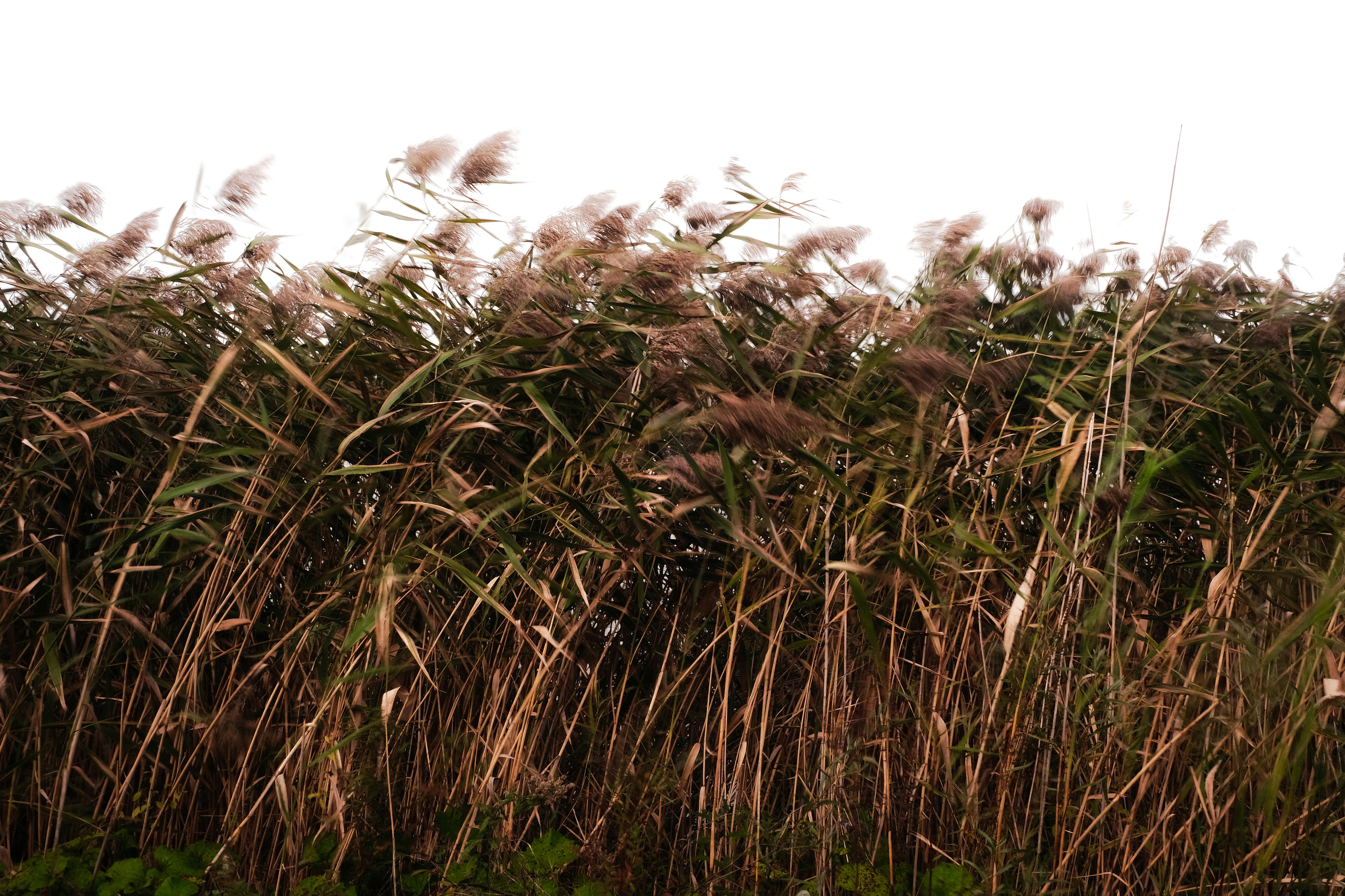 Lush Reeds Swaying in Wind at Dusk · Free Stock Photo