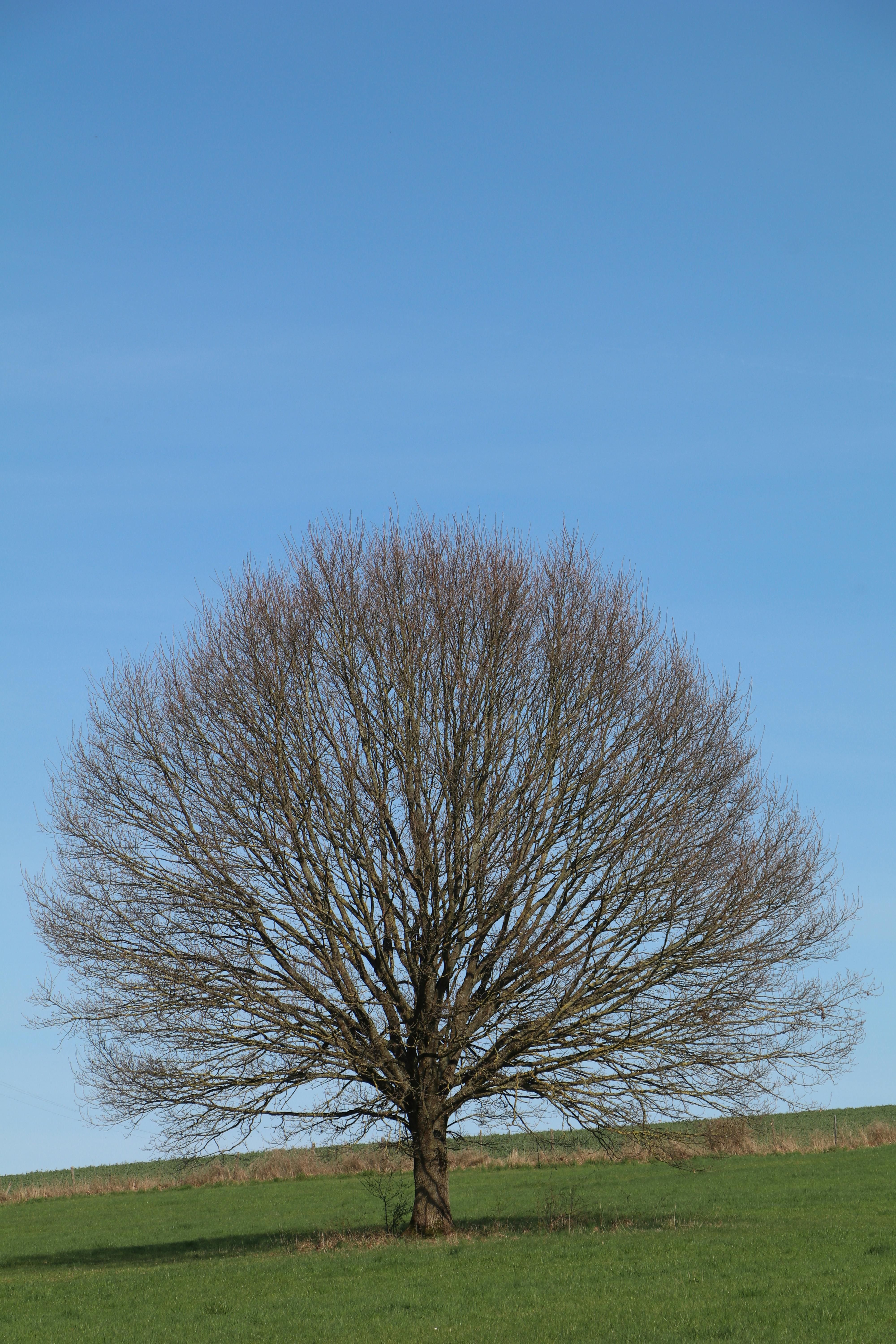 Majestic Leafless Tree in Open Field · Free Stock Photo