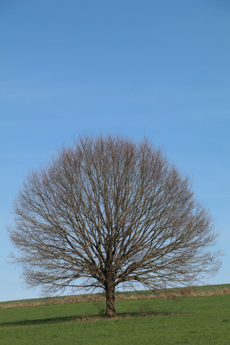 Tree Of Life Photos, Download The BEST Free Tree Of Life Stock Photos ...