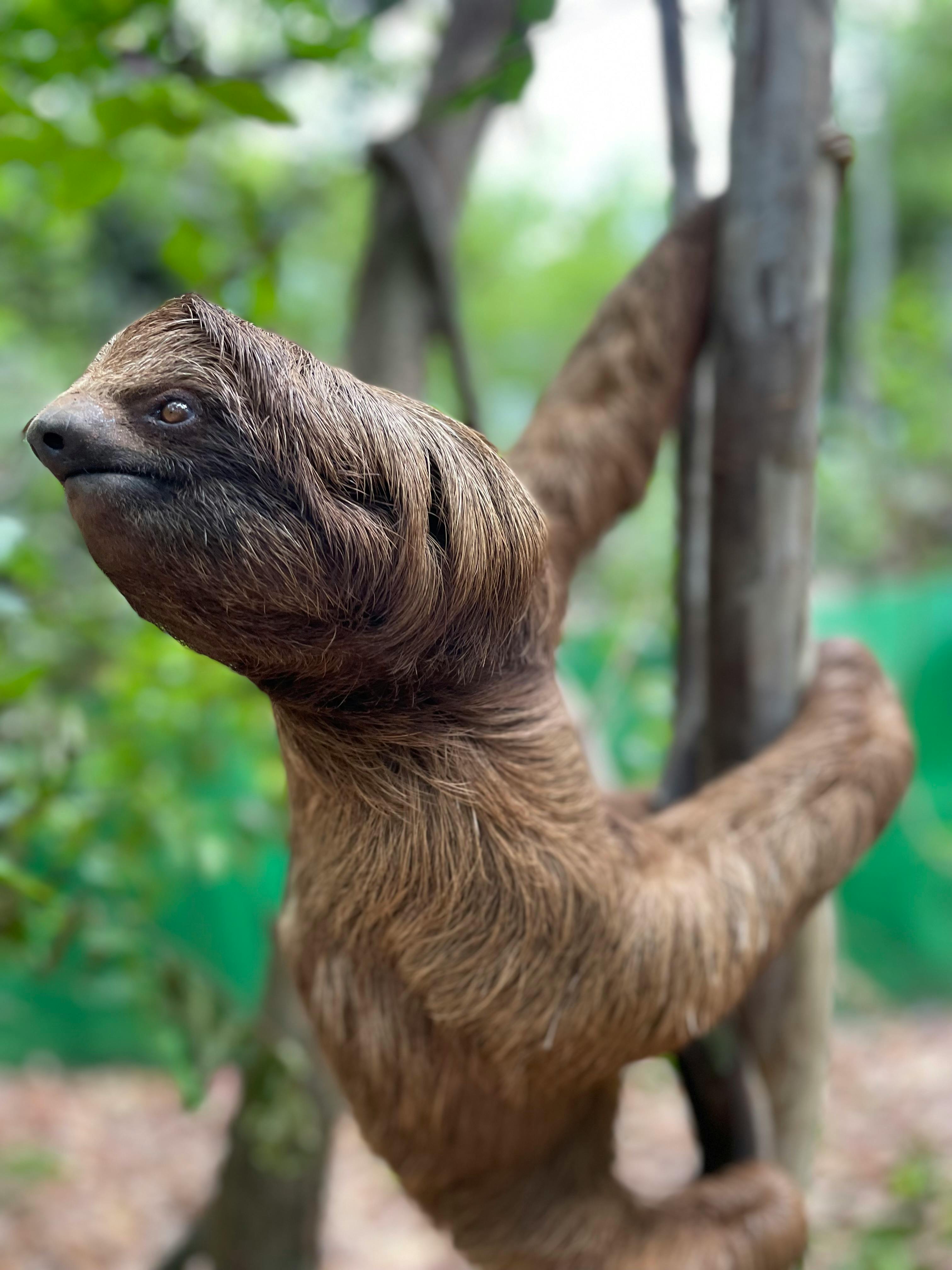 Close-Up of a Three-Toed Sloth in Natural Habitat · Free Stock Photo